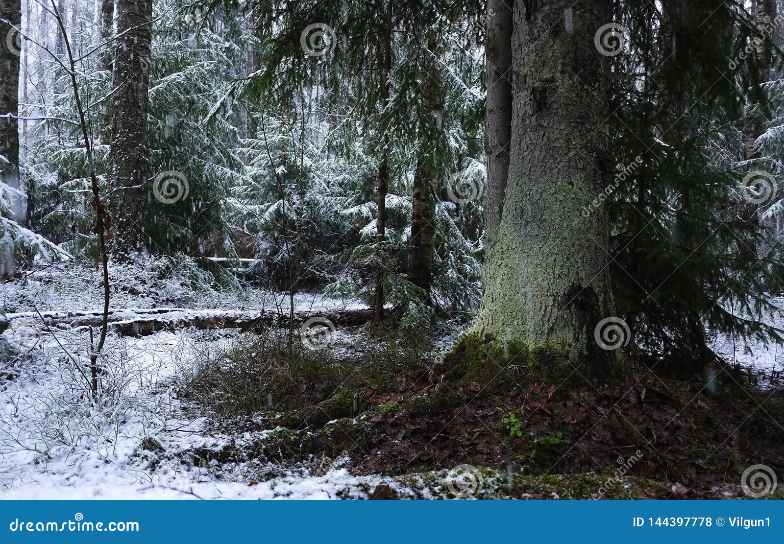 Snow Falls in the Forest with Trees. Intense Snow Instantly Covers the ...