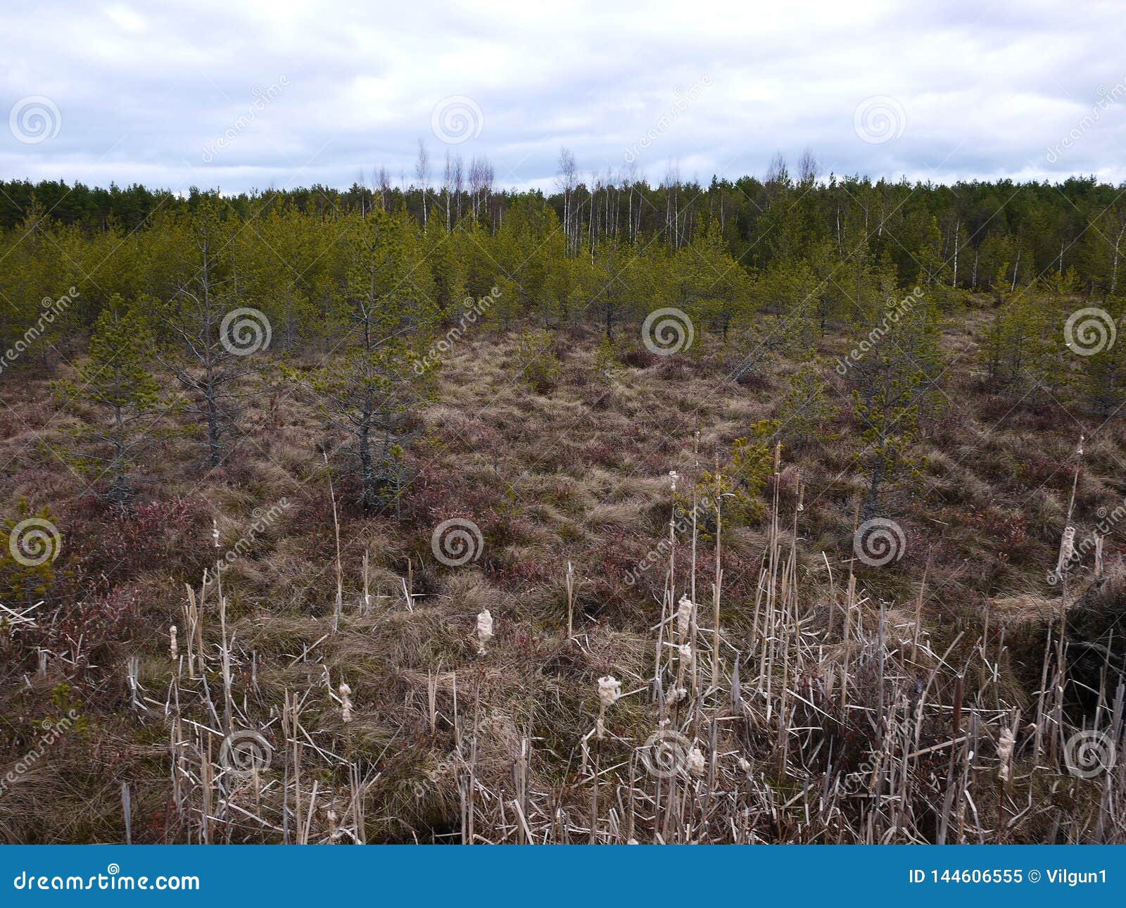 Swamp and Moss in Spring. this is What a Swamp Looks Like when the Snow ...