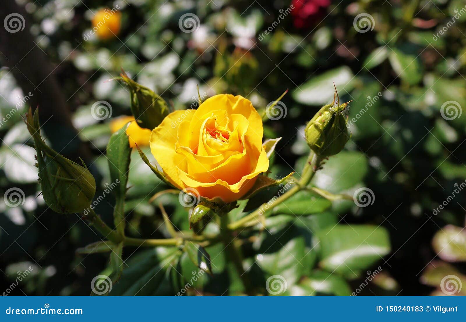 Rosebud Close-up Bright Sunny Day. Multi-colored Rose Petals. Details ...
