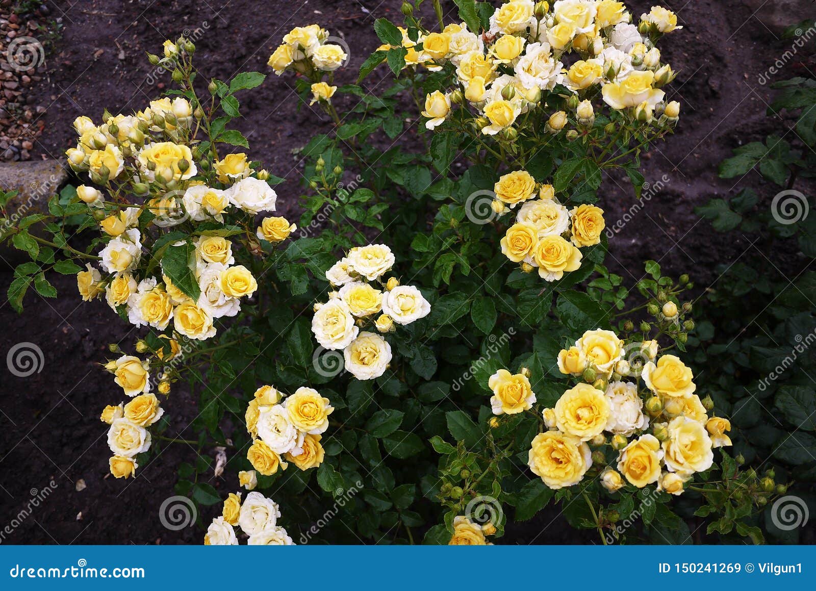 Droplets of Dew on a Rose Bud. Multi-colored Rose Petals. Details and ...