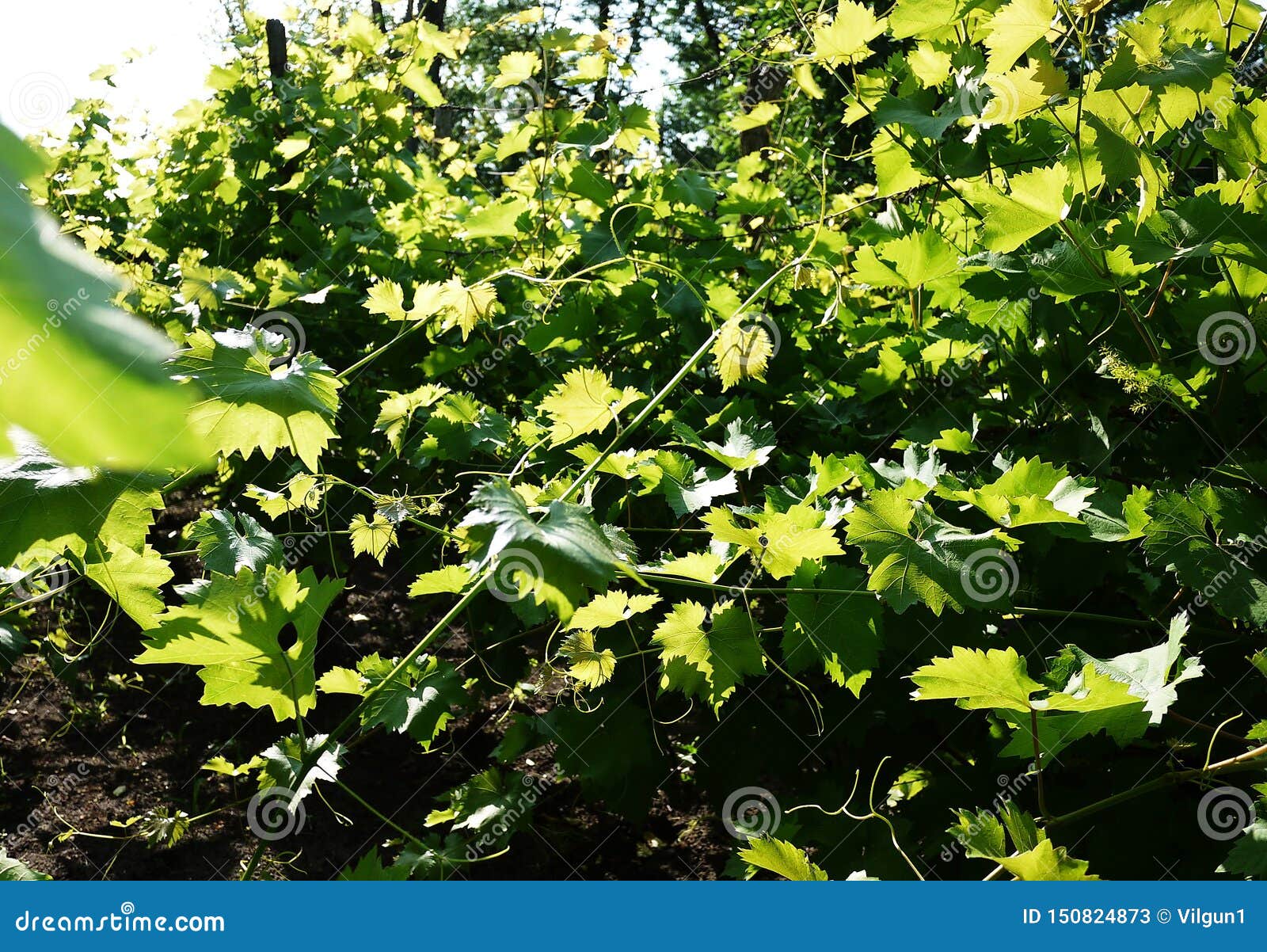 Plot for Growing Grapes. Sunlight Illuminates the Leaves. Details and ...