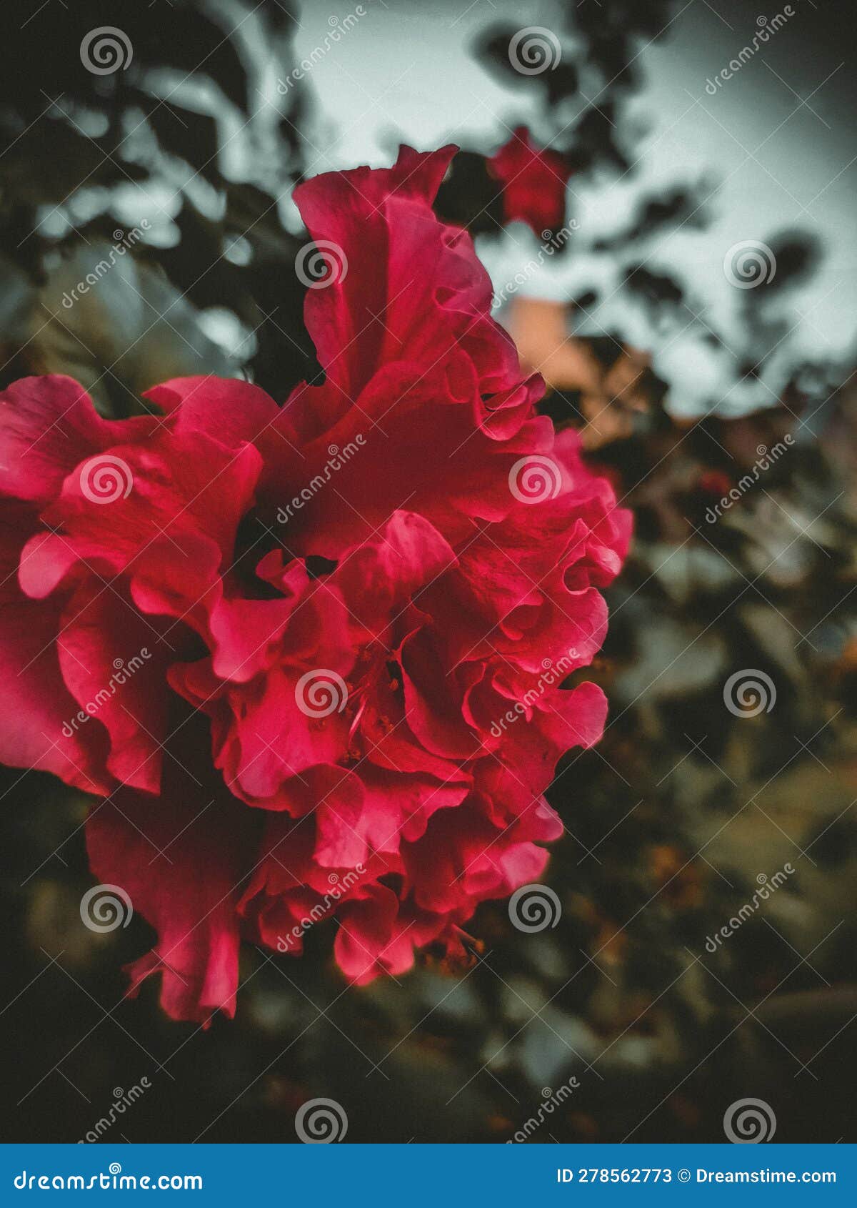 Imagining Red Love Flower Dance Stock Image - Image of flower, nature ...