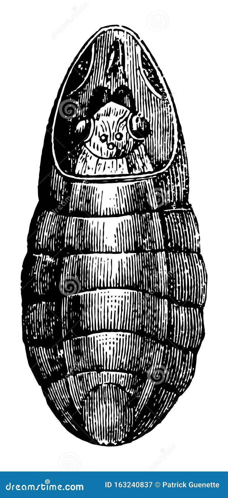 Imago Of Bot Fly Emerging Vintage Illustration Cartoon Vector ...