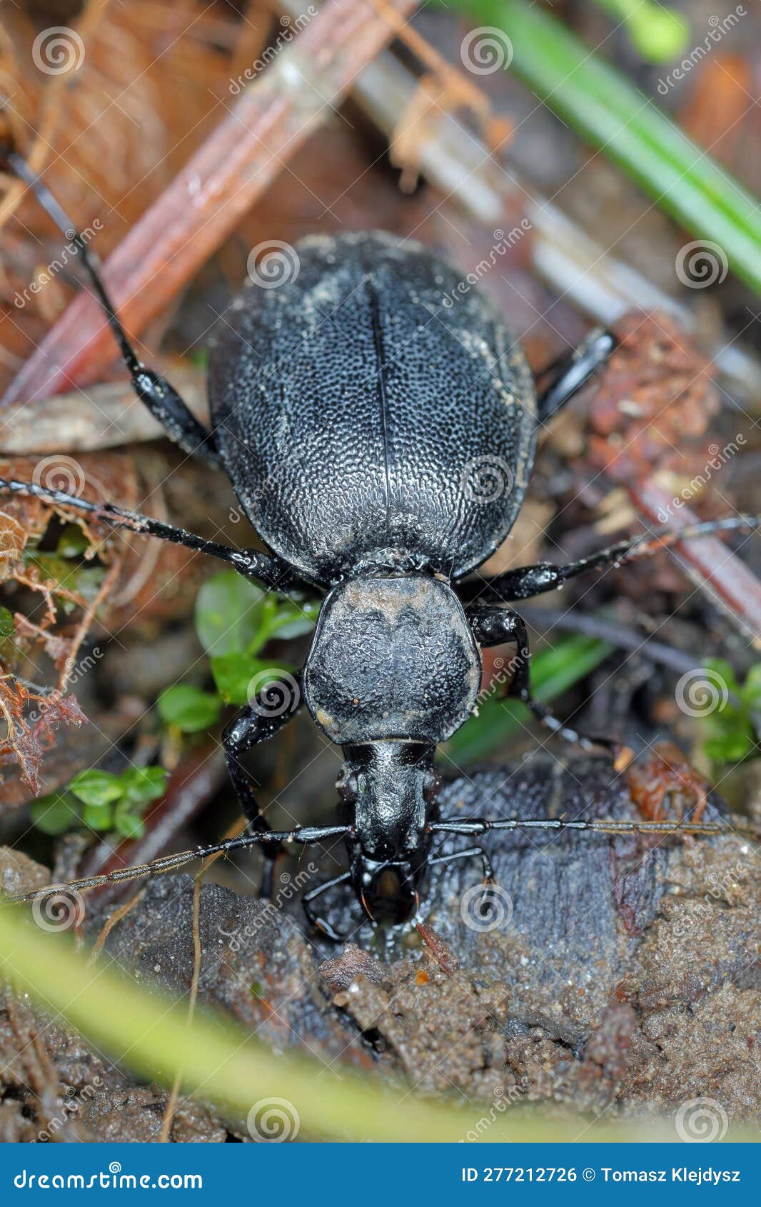 An Imago of Cychrus Caraboides. a Flightless, Specialized Predator that ...