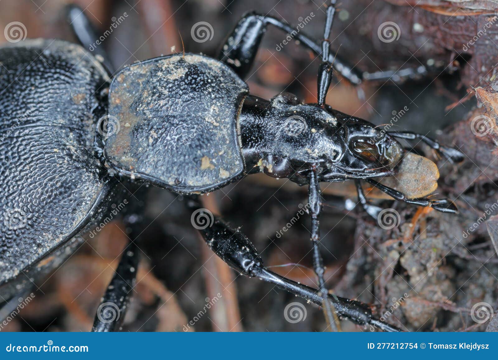 An Imago of Cychrus Caraboides. a Flightless, Specialized Predator that ...