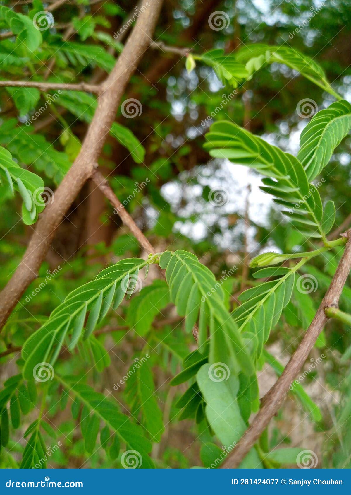 Imali tree. stock image. Image of produce, tree, woodland - 281424077