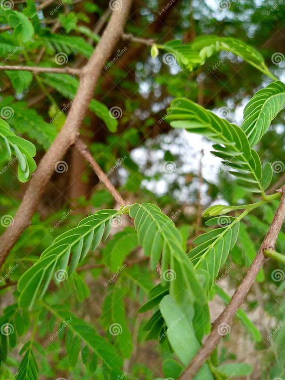 Imali tree. stock image. Image of produce, tree, woodland - 281424077