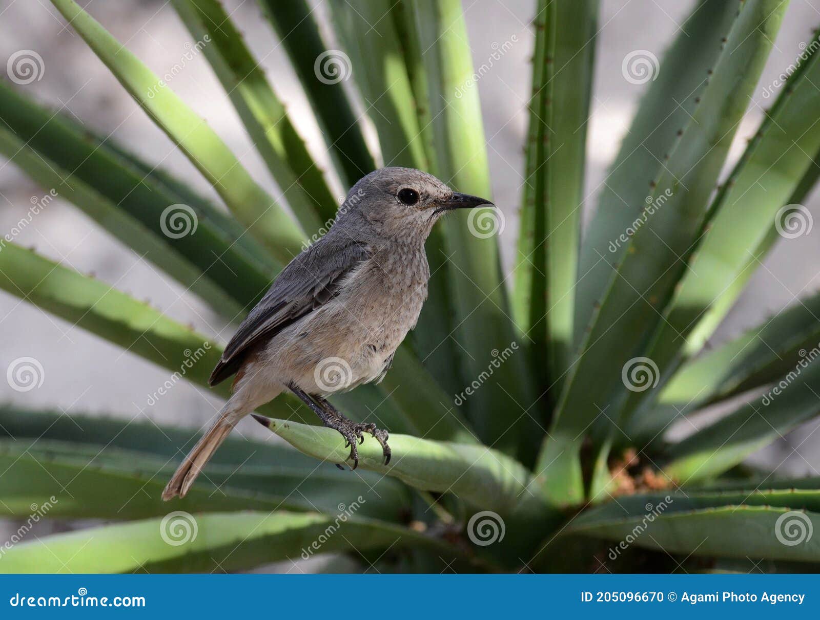 Imerina Littoral De Pseudocossyphus Rockthrush De Duinrotslijster Photo ...