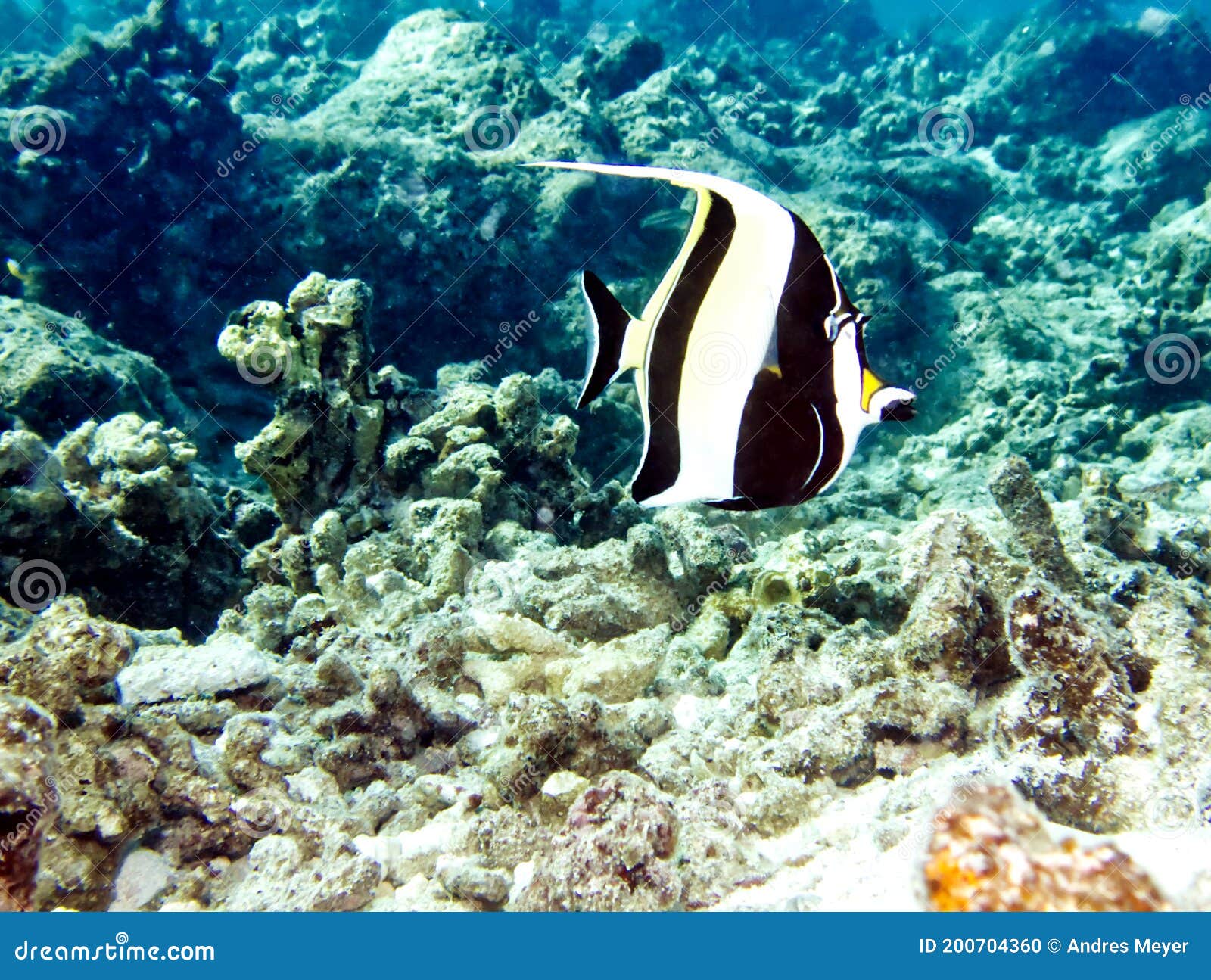 Scraw Stock Photos - Free & Royalty-Free Stock Photos from Dreamstime