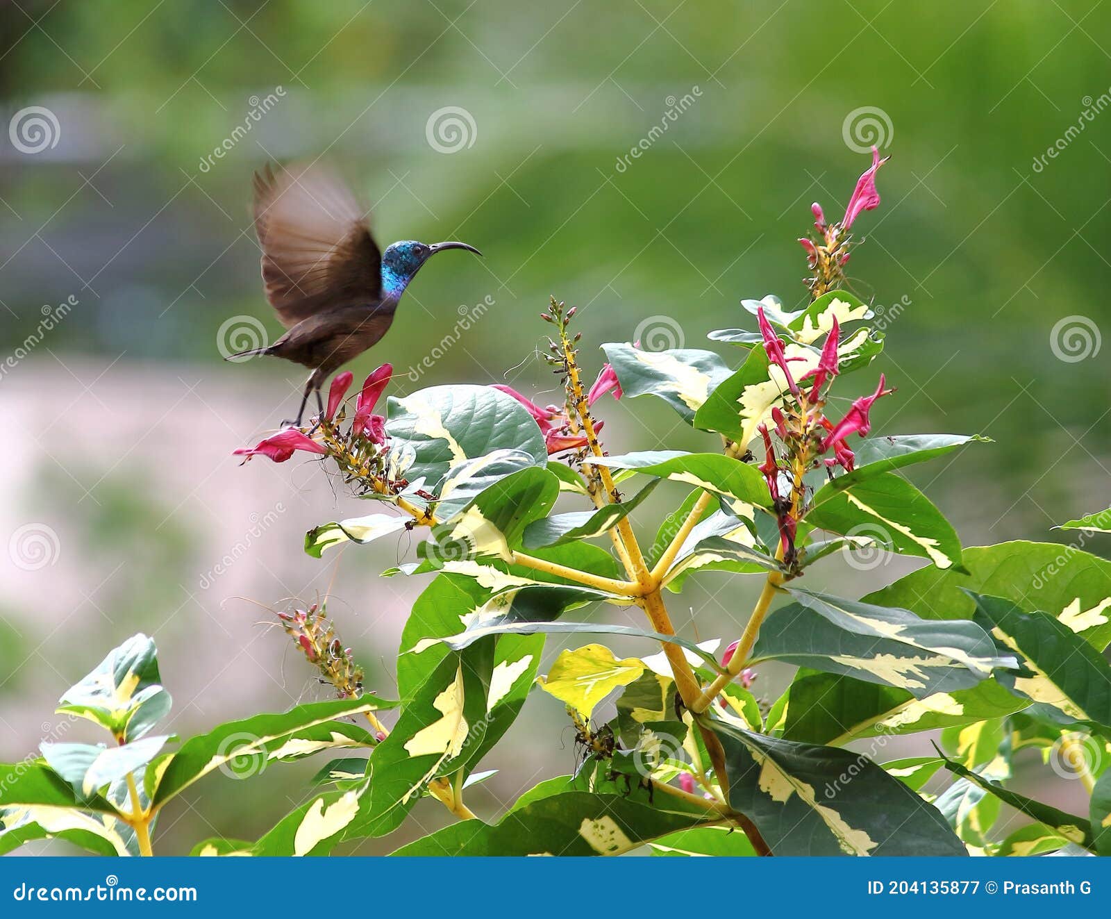 Male Loten`s Sunbird, Long Billed Sunbird Stock Image - Image of robin ...