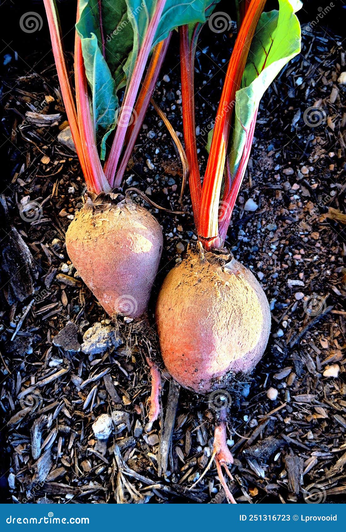 Freshly Harvested Beets stock image. Image of laying - 251316723