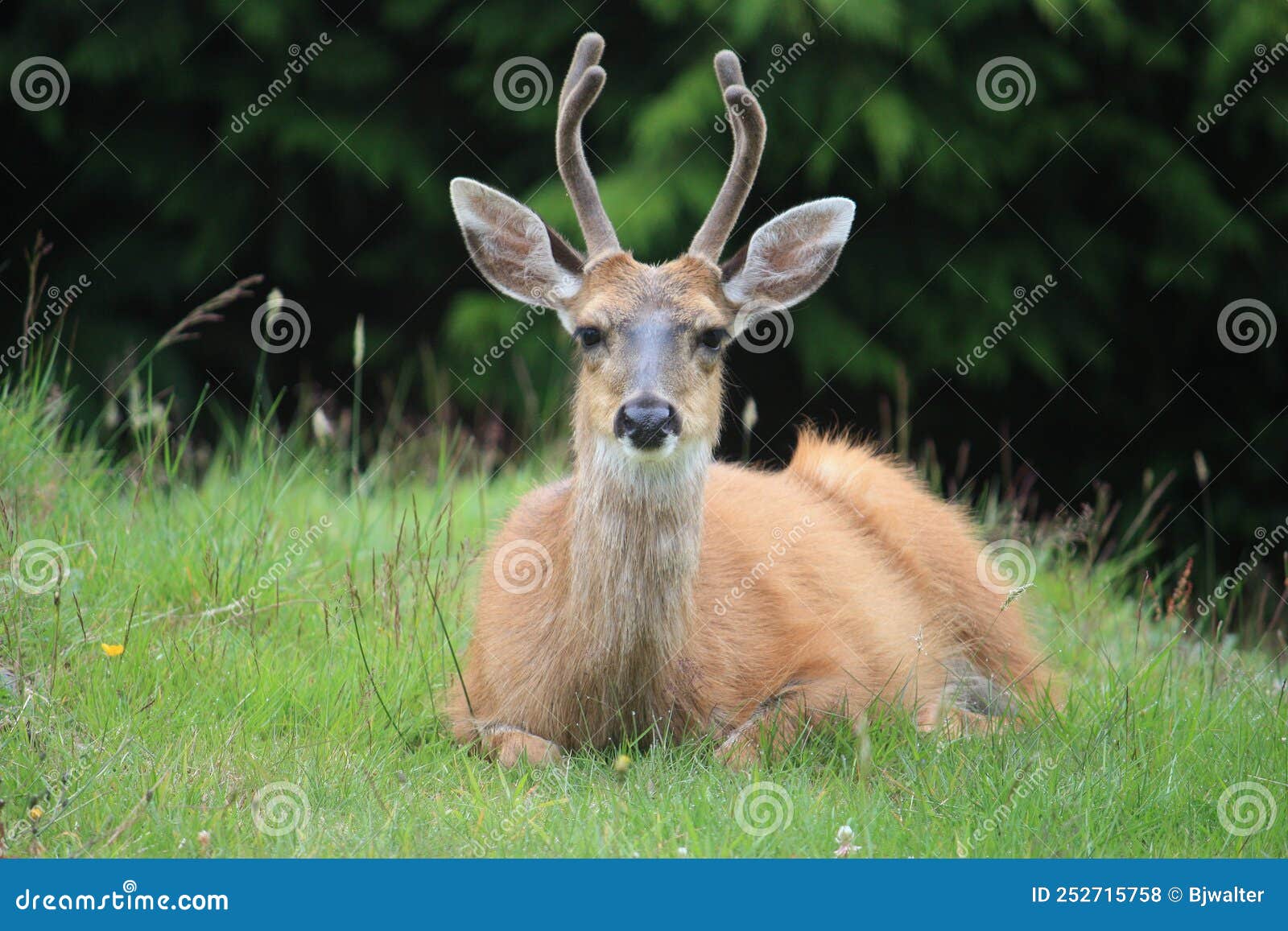 A Young Stag with Huge Antlers Resting in a Meadow Stock Photo - Image ...