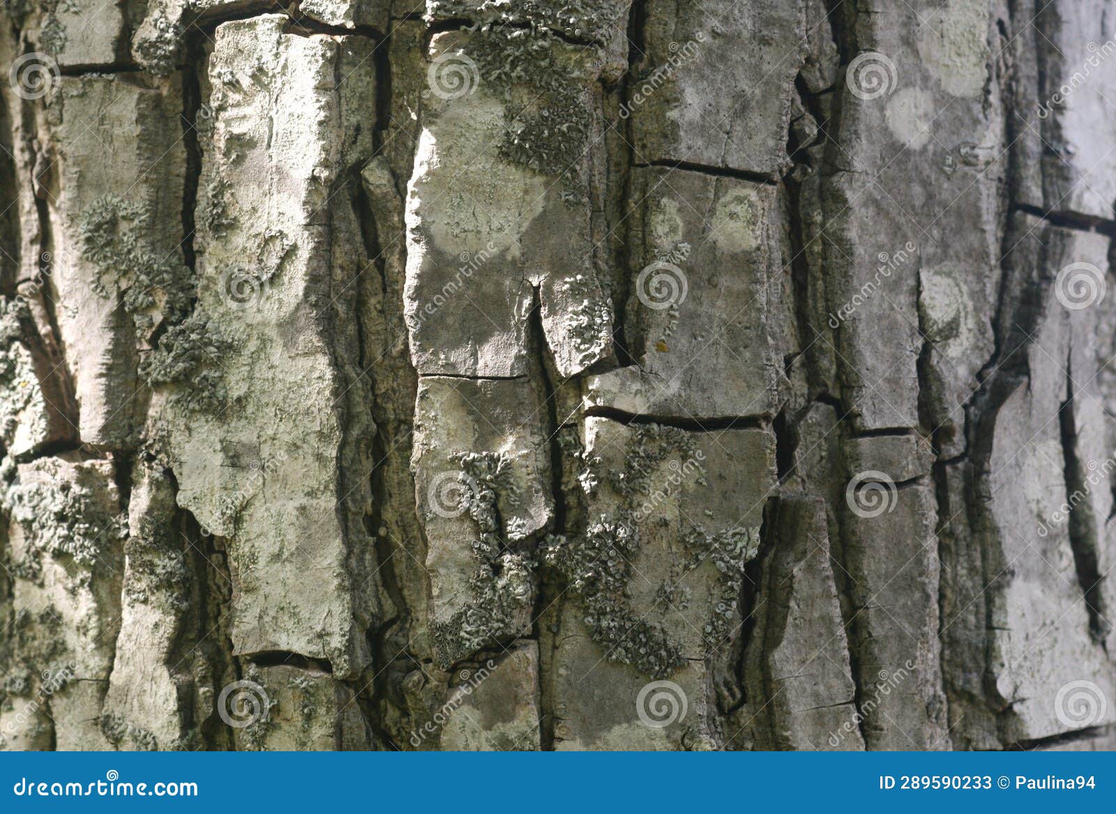 Ancient Walnut Tree with Texture Stock Image - Image of formation, ancient: 289590233