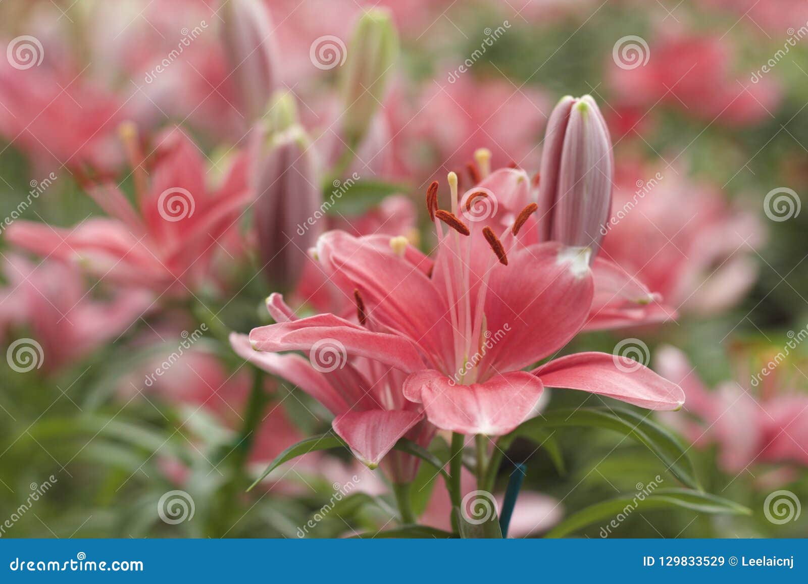 Beautiful Lily, Pink Lily in the Garden Stock Image - Image of bloom ...