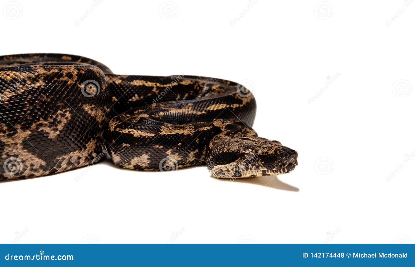 IMG Boa On White Background Silhouette Stock Photo - Image of reptile ...