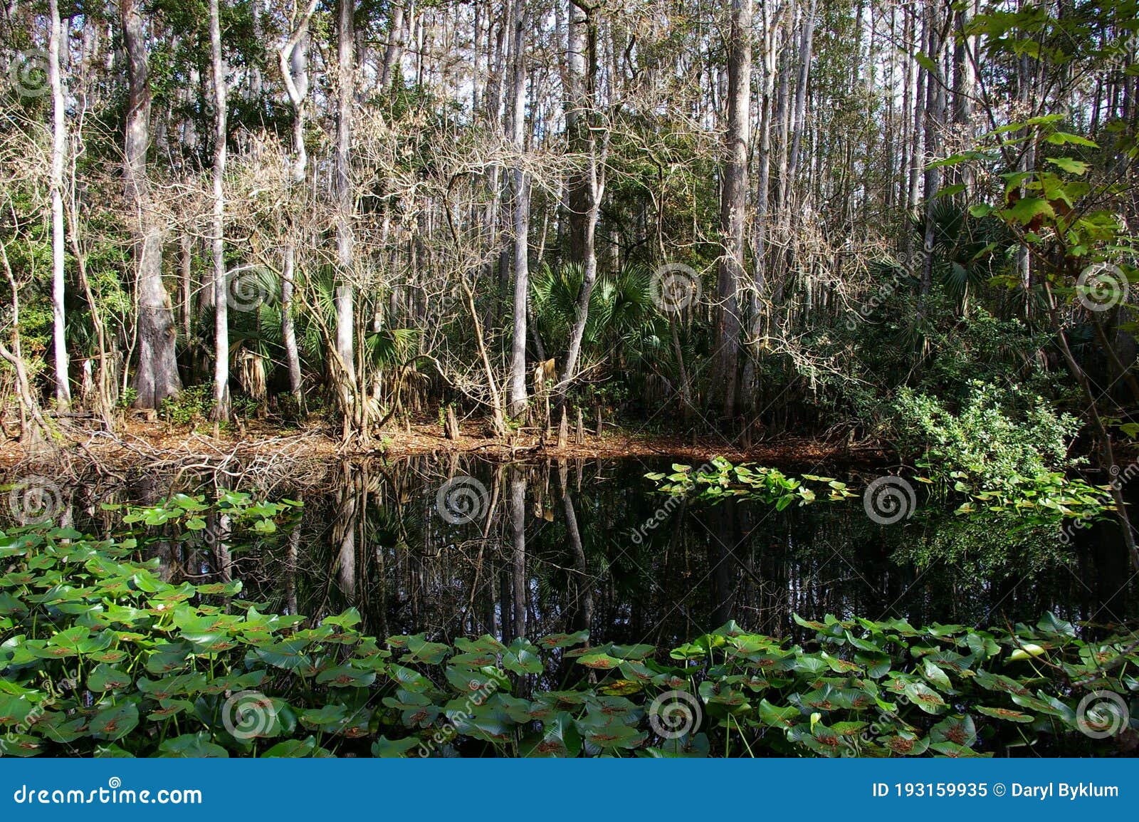 Water Lilies and Trees Border a Florida Swamp Stock Image - Image of ...