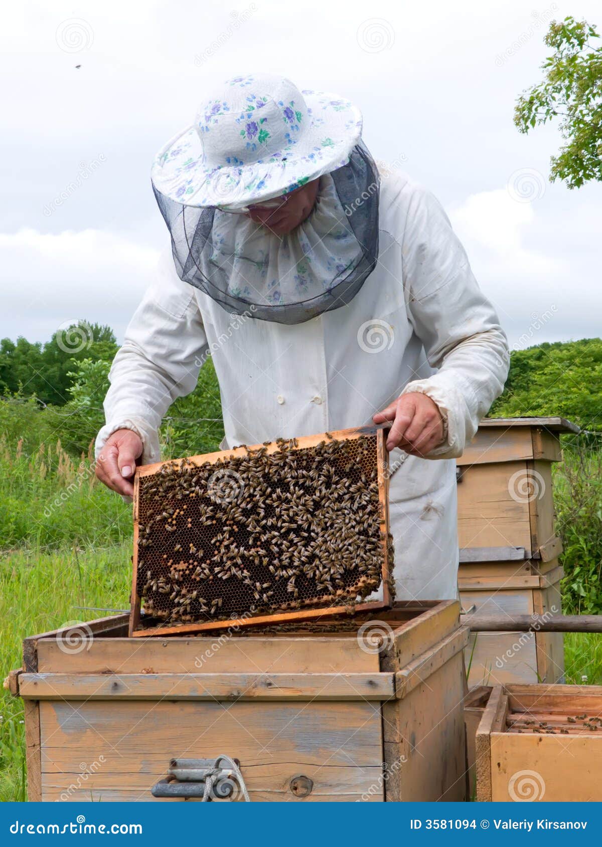 Imker 15 stockfoto. Bild von kolonie, nave, bauernhof - 3581094
