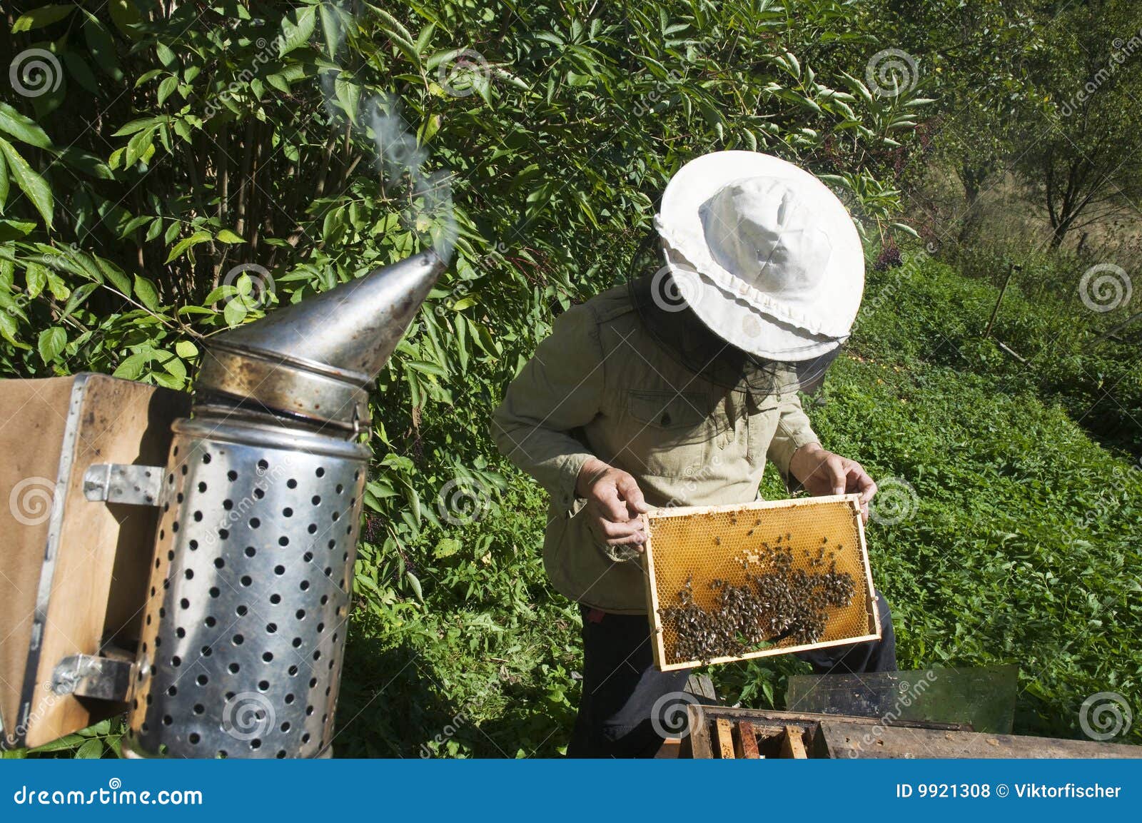 Imker stockfoto. Bild von insekte, bienenstock, bienenzucht - 9921308