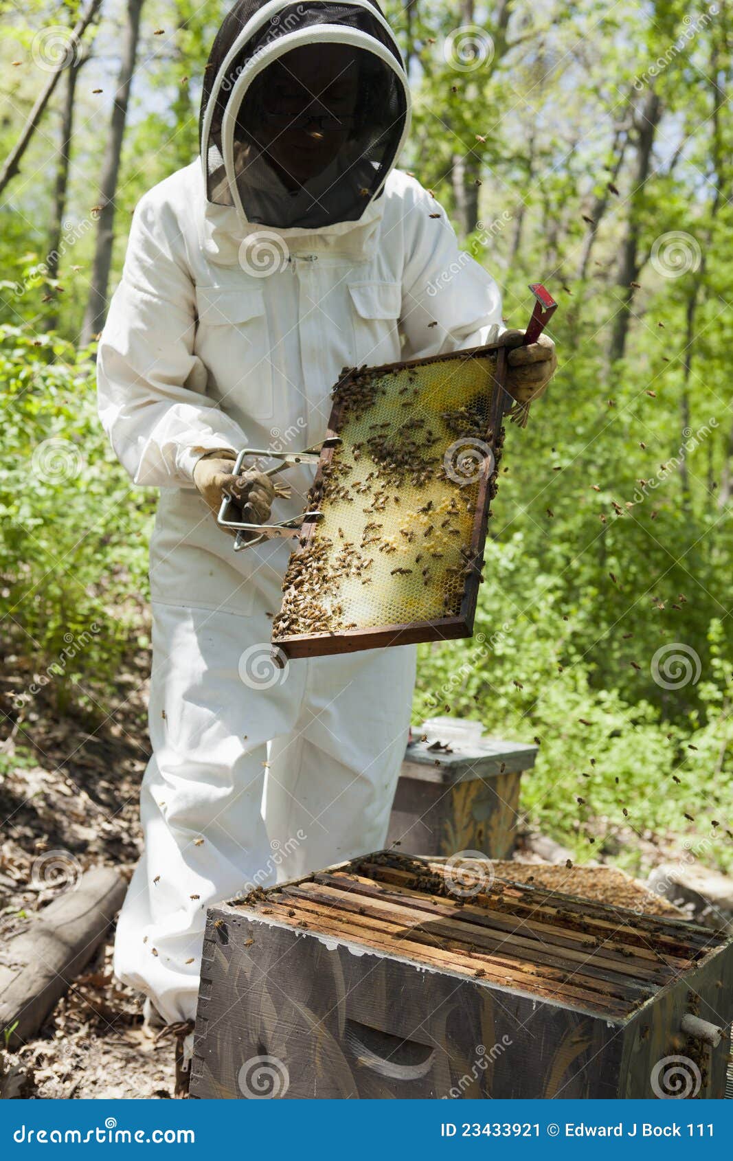 Imker bei der Arbeit stockbild. Bild von person, überprüfung - 23433921