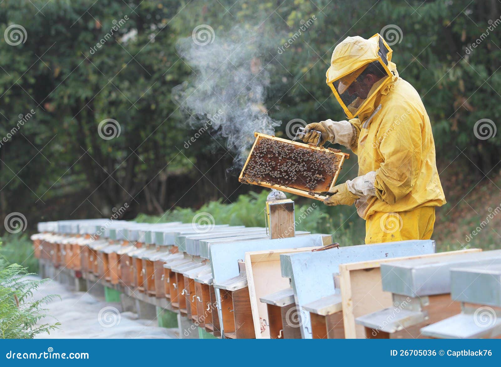 Imker Mit Bienenwabe in Der Hand Stockfoto - Bild von honigbiene, kamm ...