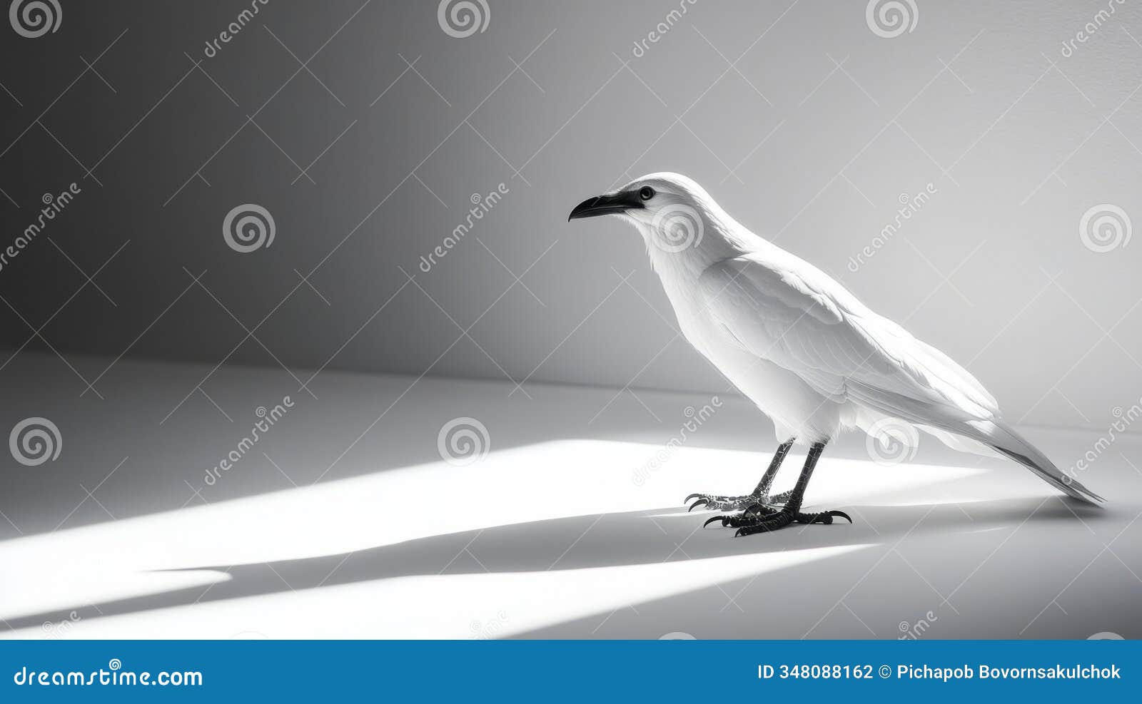 Immaculate White Rook in Side Profile Against Minimal Background Stock ...