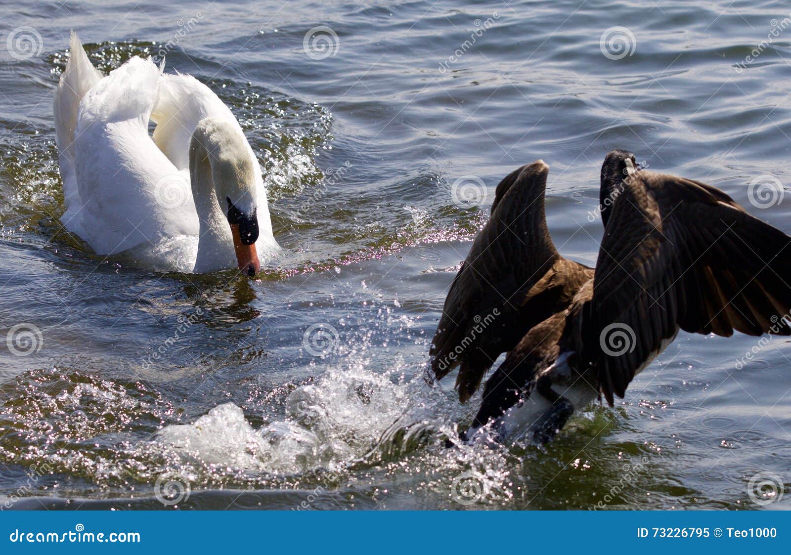 Immagine Del Cigno Che Insegue L'oca Del Canada Immagine Stock ...