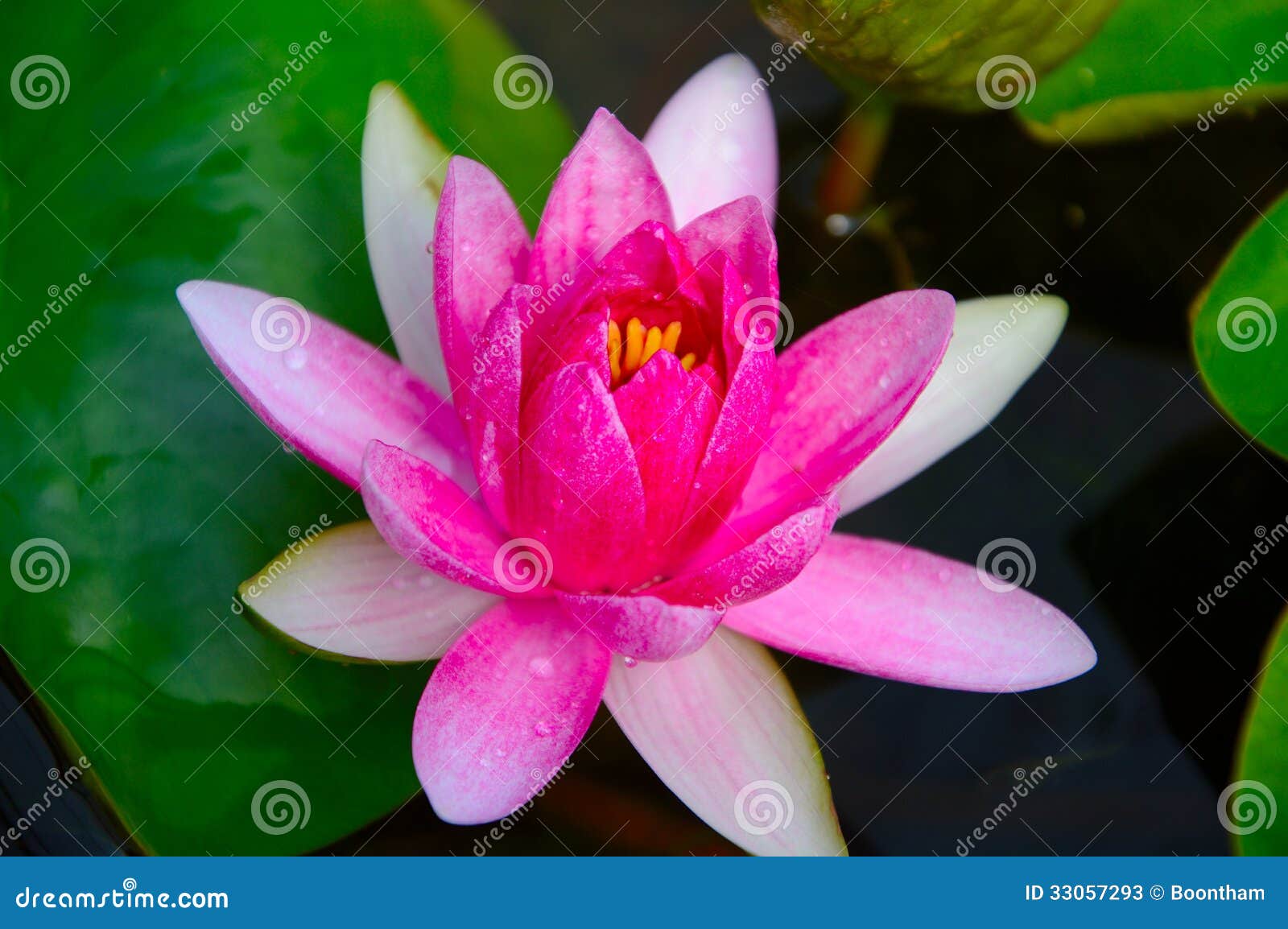 Immagine Del Primo Piano Della Ninfea Rosa Immagine Stock - Immagine di ...