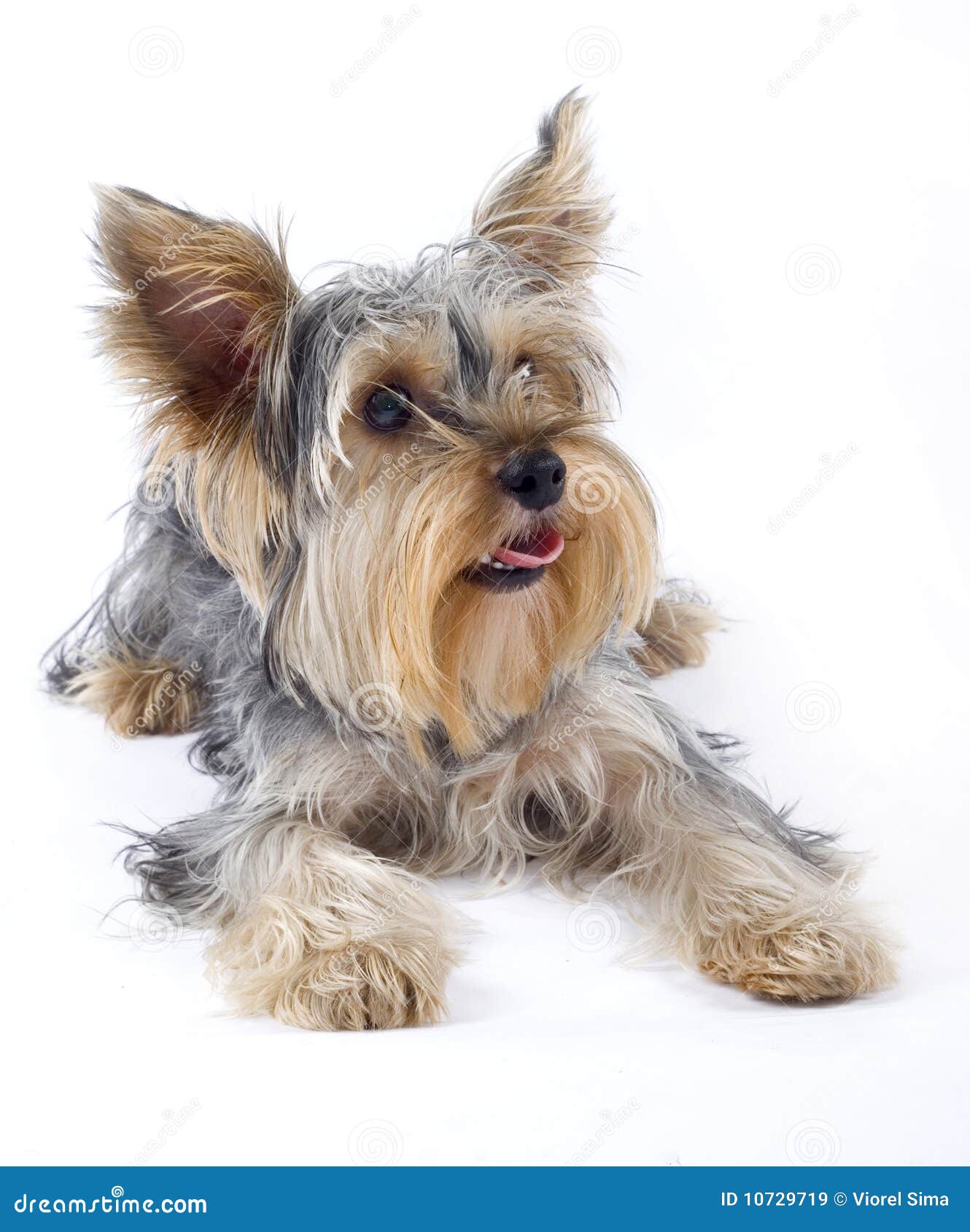 Immagine Del Primo Piano Di Piccolo Cane Immagine Stock - Immagine di ...