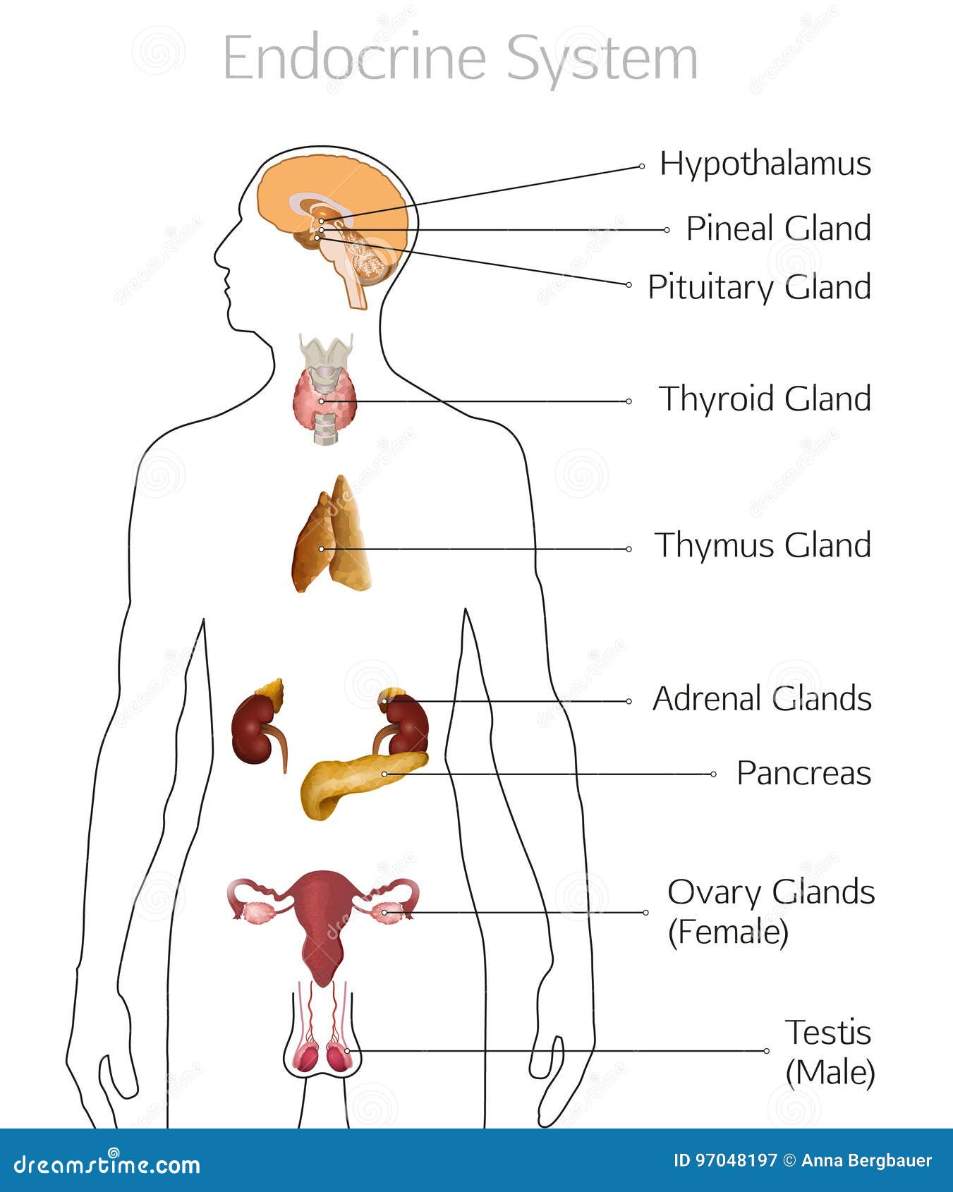 Immagine Del Sistema Endocrino Illustrazione Vettoriale - Illustrazione ...