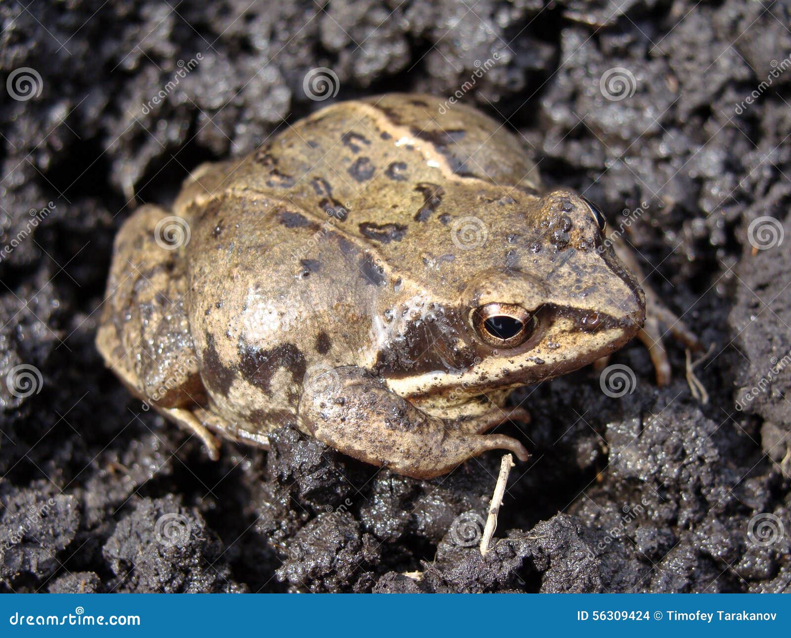 Immagine della rana fotografia stock. Immagine di macro - 56309424