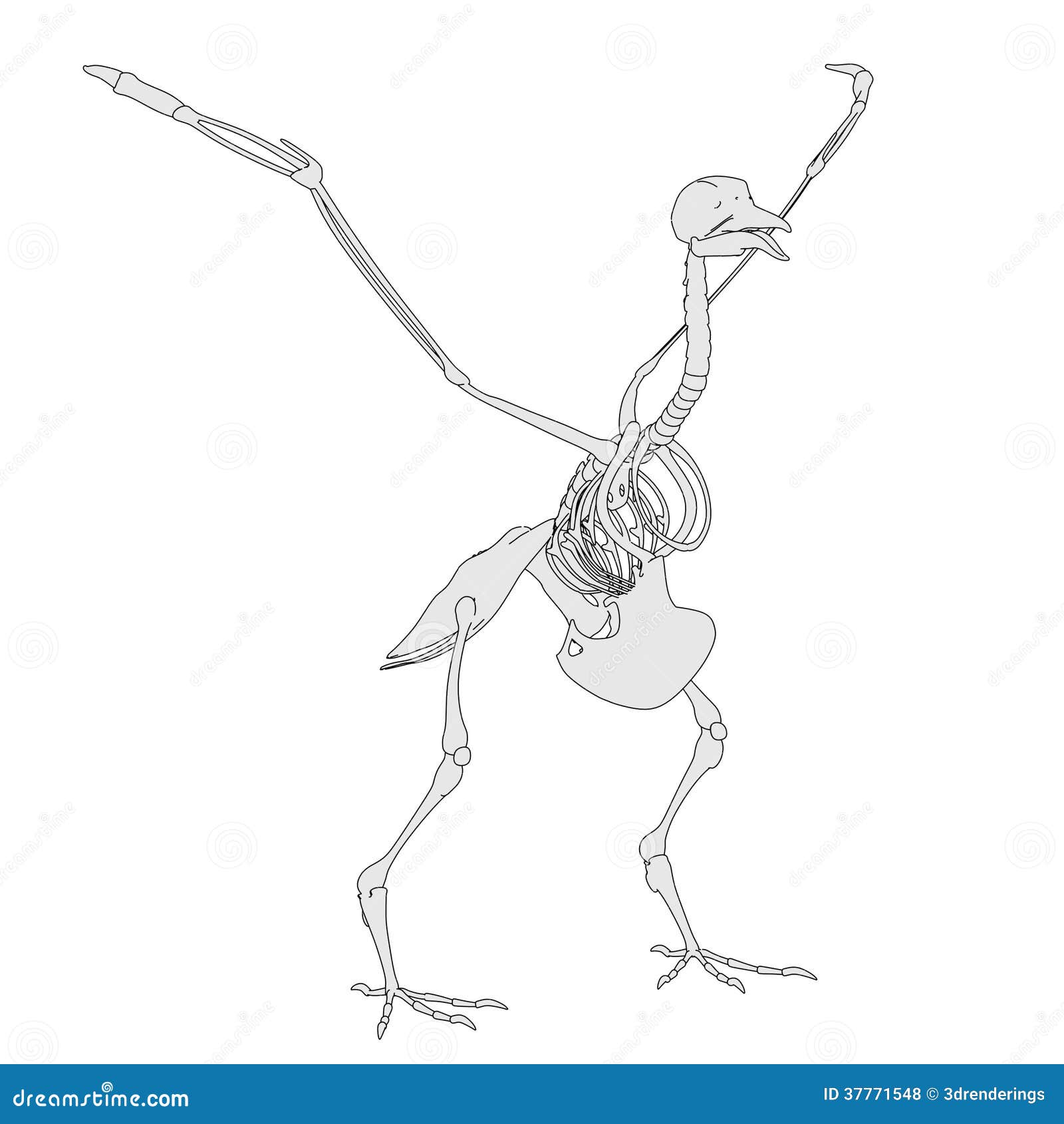 Immagine Dello Scheletro Dell'uccello Illustrazione di Stock ...