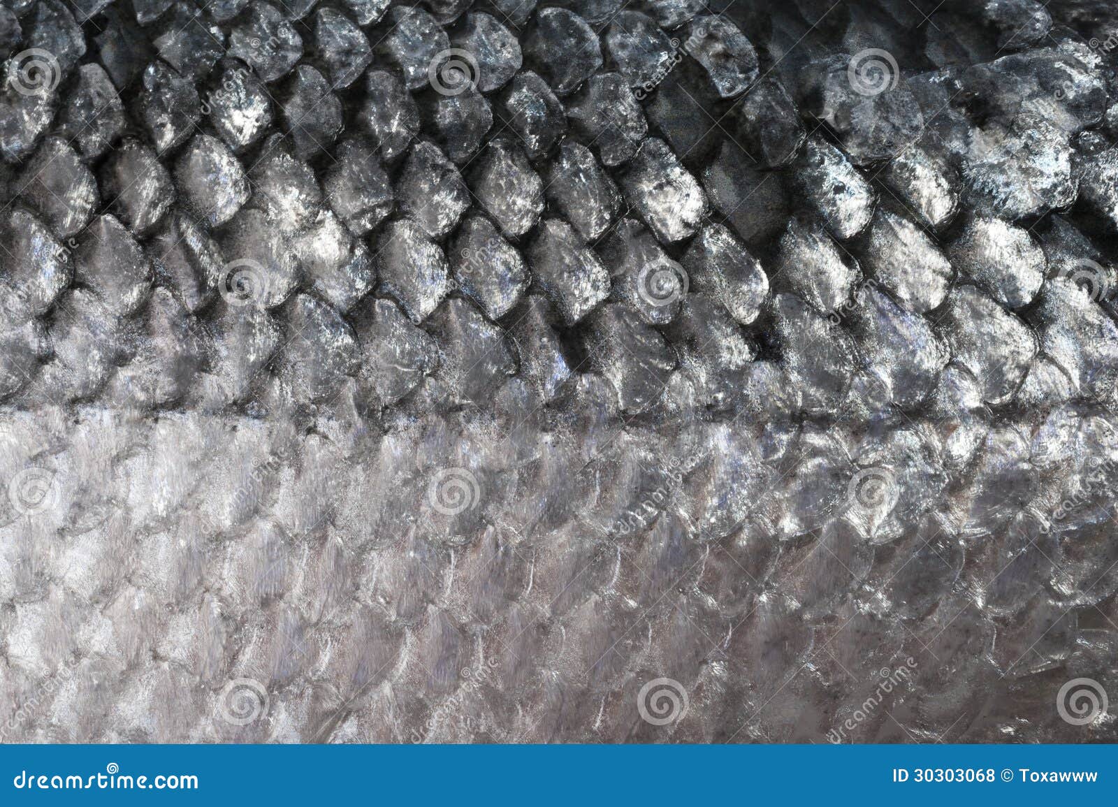 Squame fotografia stock. Immagine di oggetto, nave, salmoni - 30303068