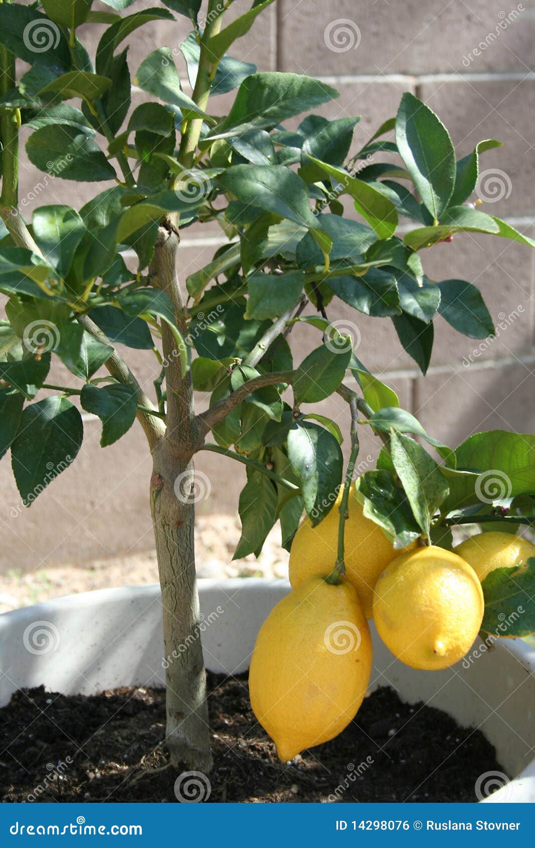 Immagine Di Riserva Dell'albero Di Limone Nazionale Fotografia Stock ...