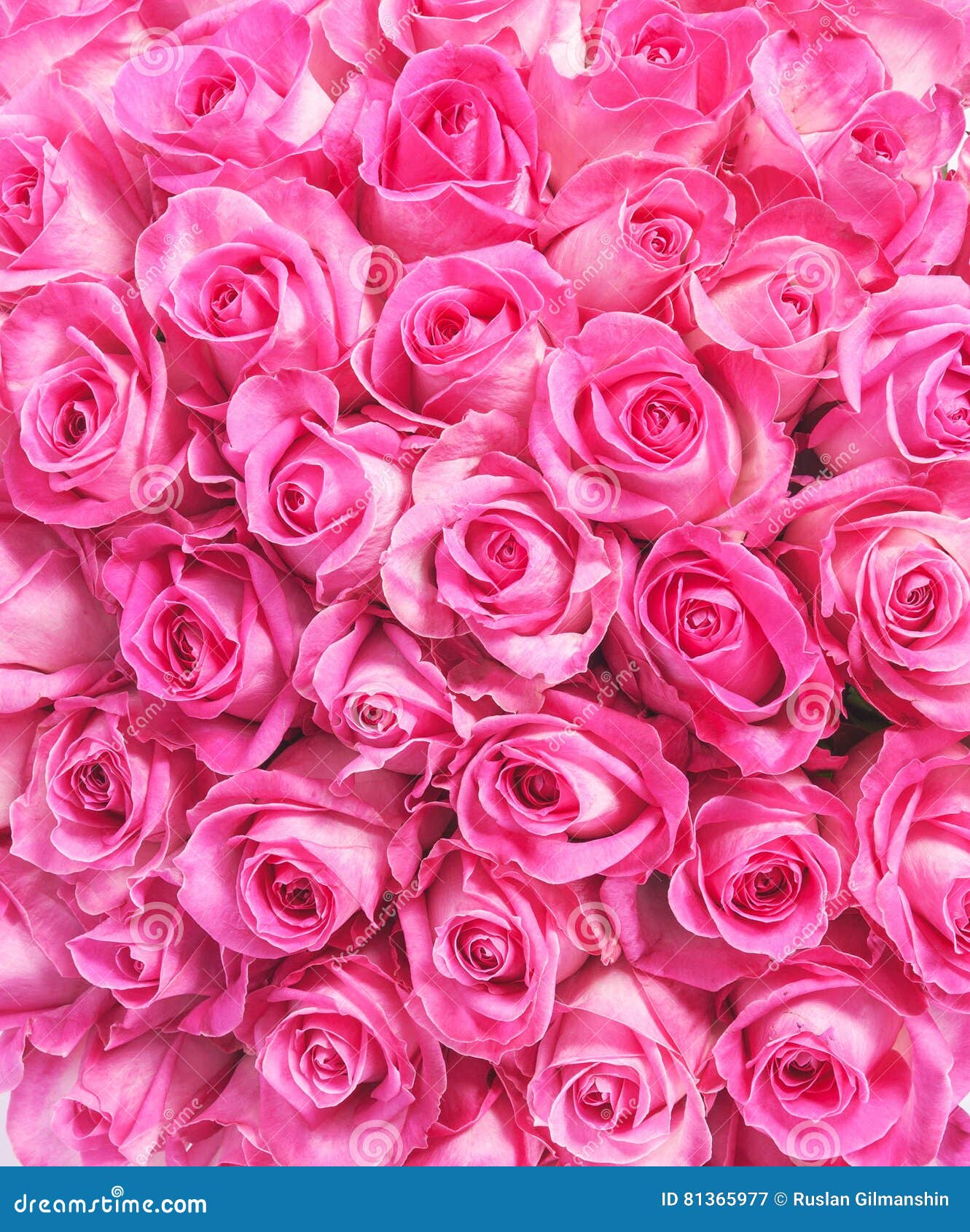 Immagine Di Sfondo Delle Rose Rosa Immagine Stock - Immagine di sfondo ...