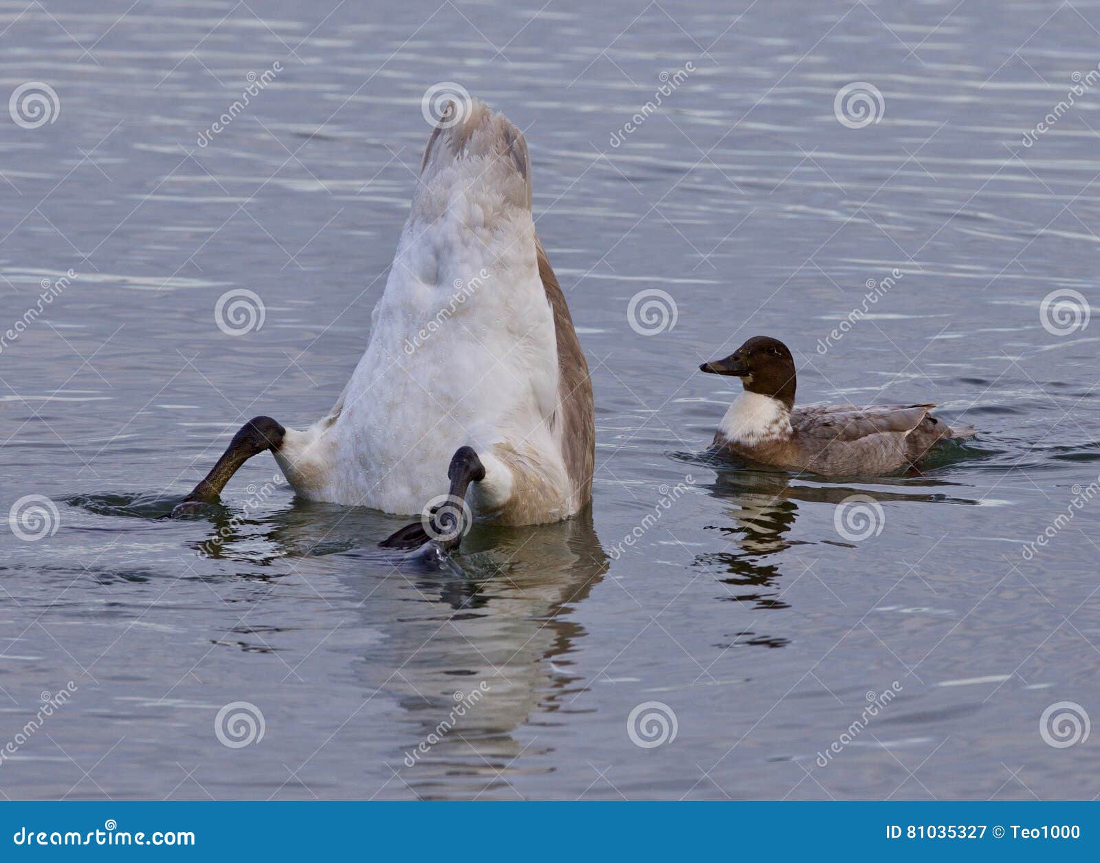 Immagine Di Un Cigno Sottosopra E Di Un'anatra Pazza Immagine Stock ...