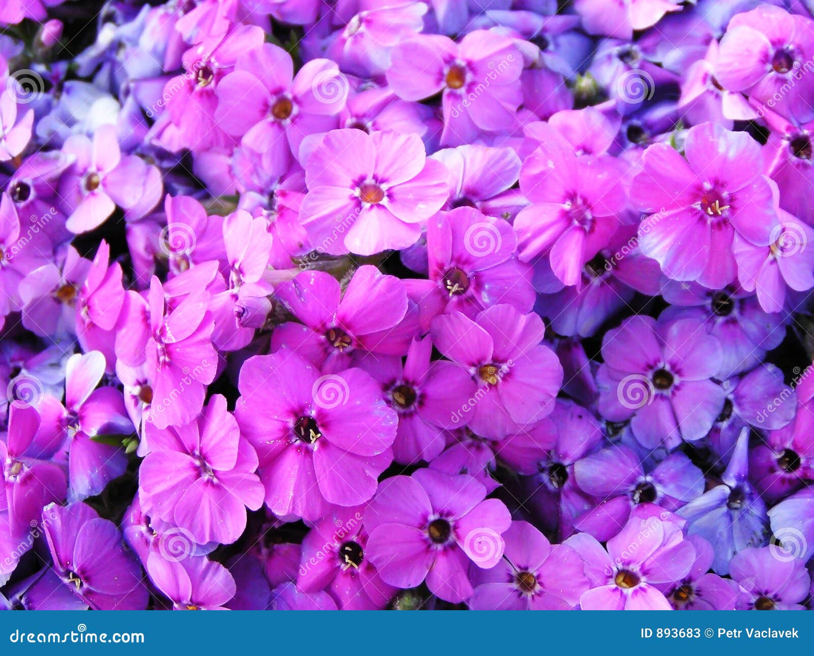 Immagine in Pieno Dei Fiori Viola Immagine Stock - Immagine di giardino ...