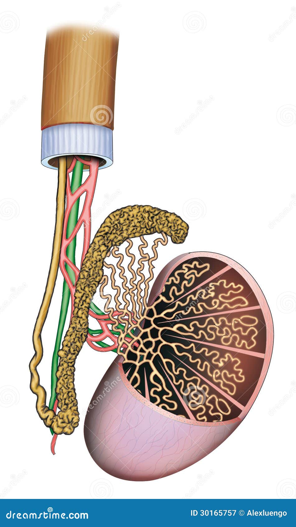 Testicoli umani illustrazione di stock. Illustrazione di trasmettitore ...