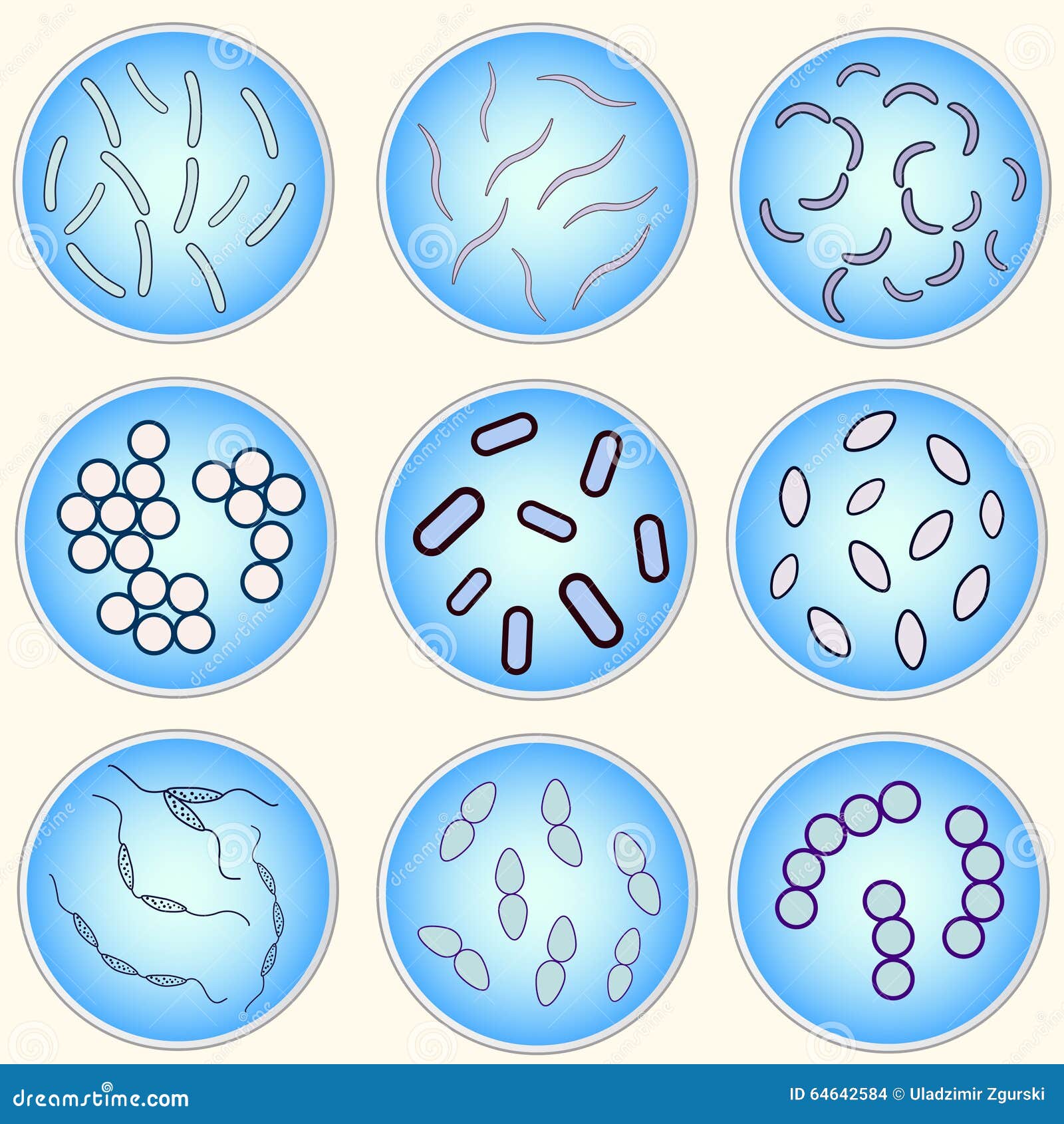 Immagine Stilizzata Dei Tipi Differenti Di Batteri Illustrazione ...