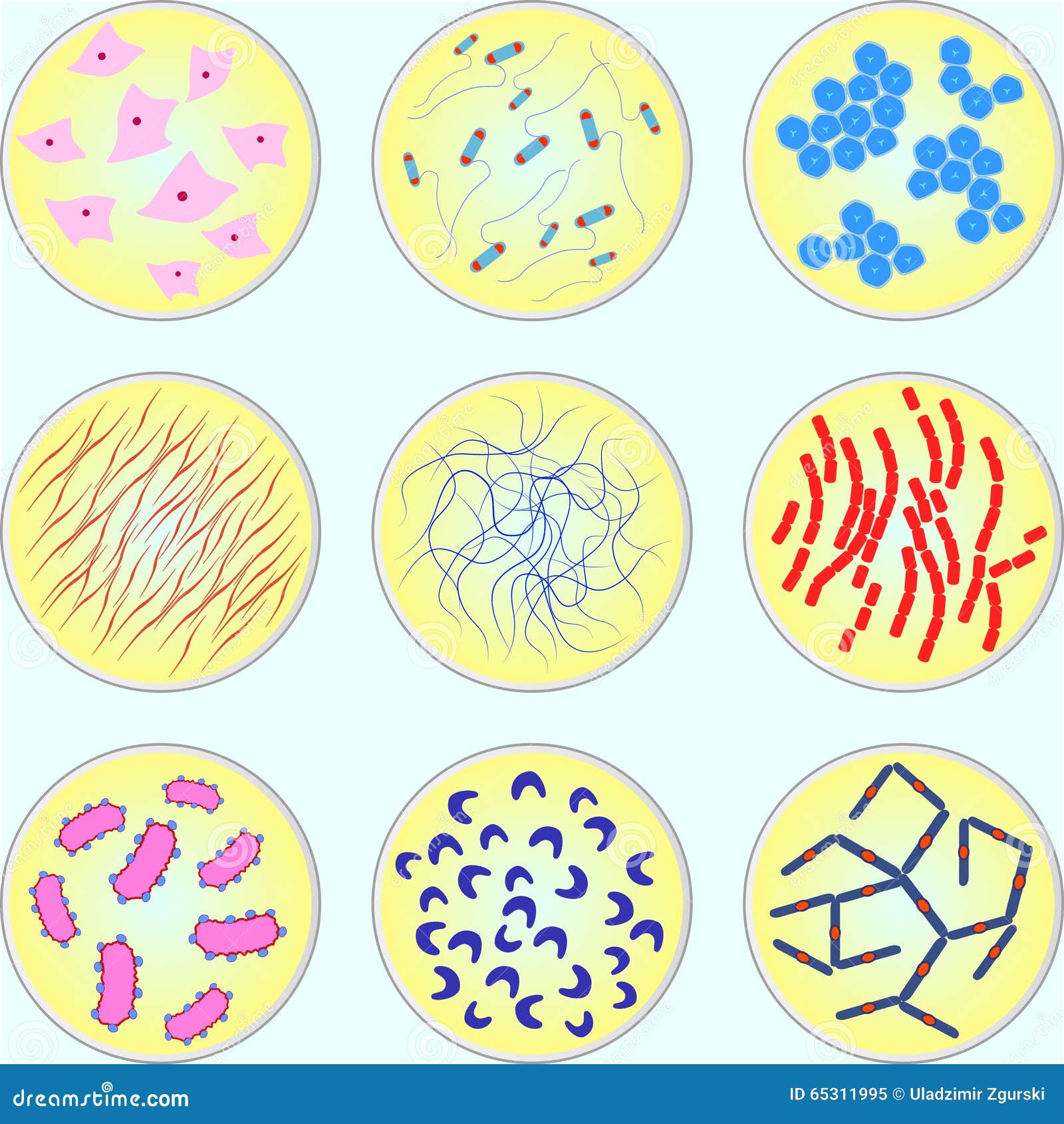 Immagine Stilizzata Dei Tipi Differenti Di Batteri Illustrazione ...