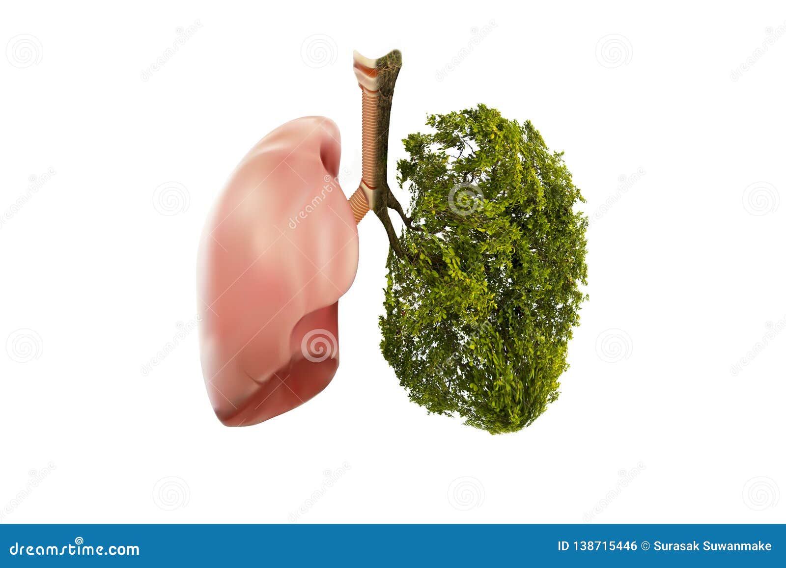 Immagini a Forma Di Albero Di Verde Del Polmone, Concetti Medici ... Immagini a Forma Di Albero Di Verde Del Polmone, Concetti Medici ...