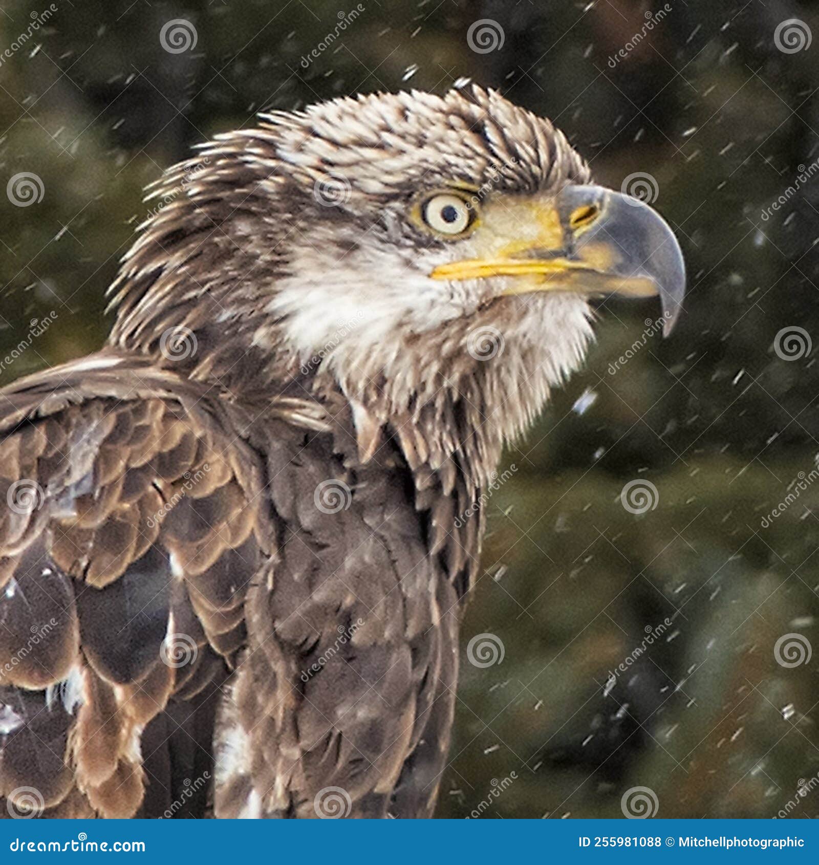 Immature Bald Eagle in Falling Snow Stock Photo - Image of bird, young ...
