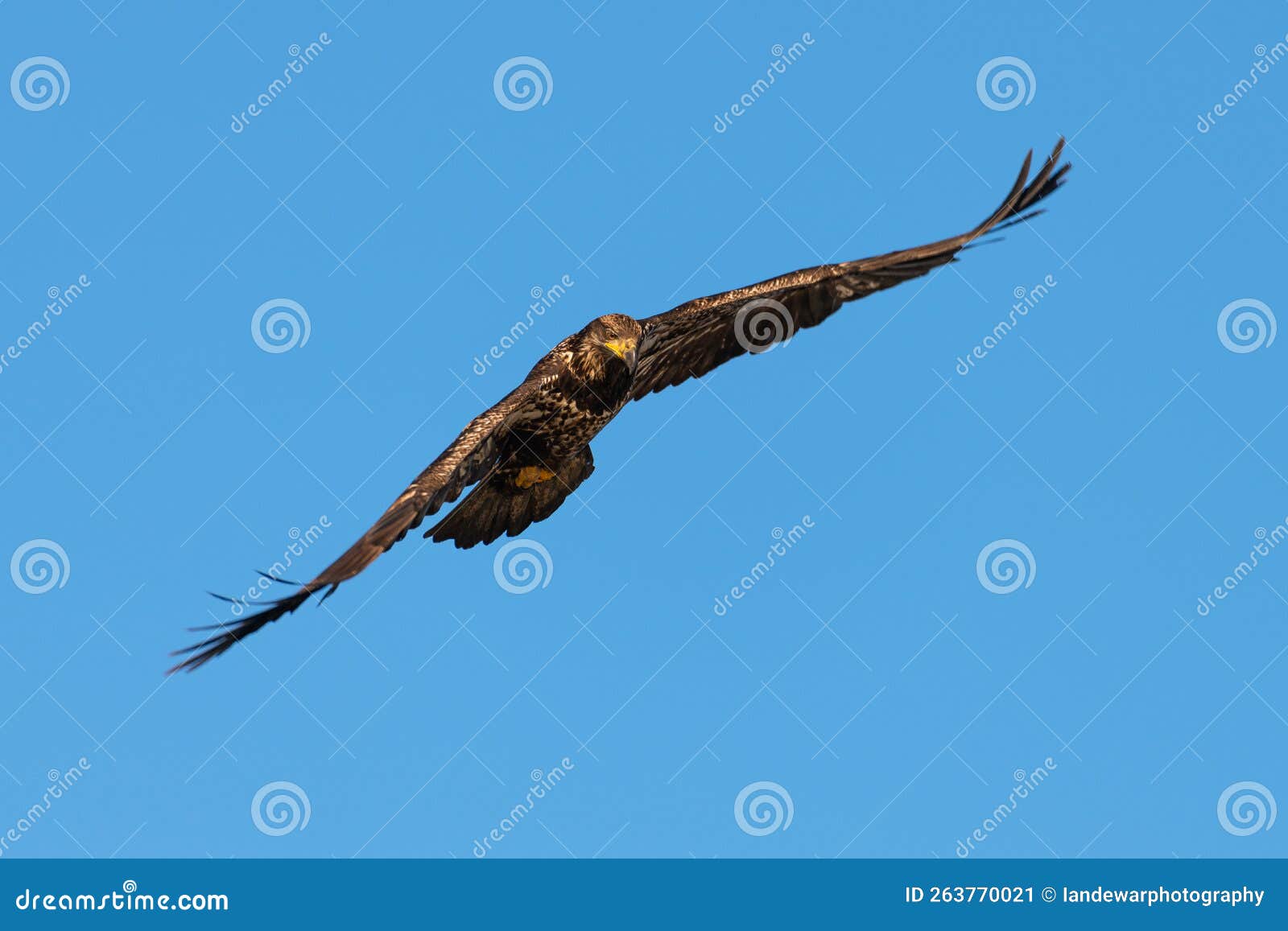 Immature Bald Eagle Flying with Wings Level and Looking Down Stock ...