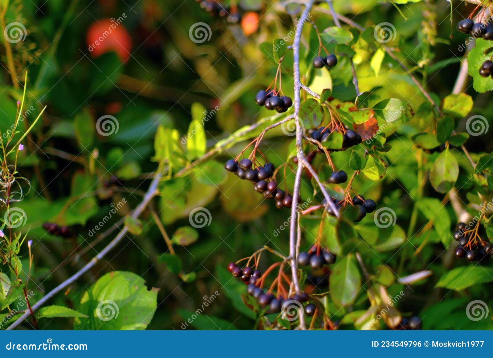Immature Black Mountain Ash on a Branch Stock Photo - Image of health ...