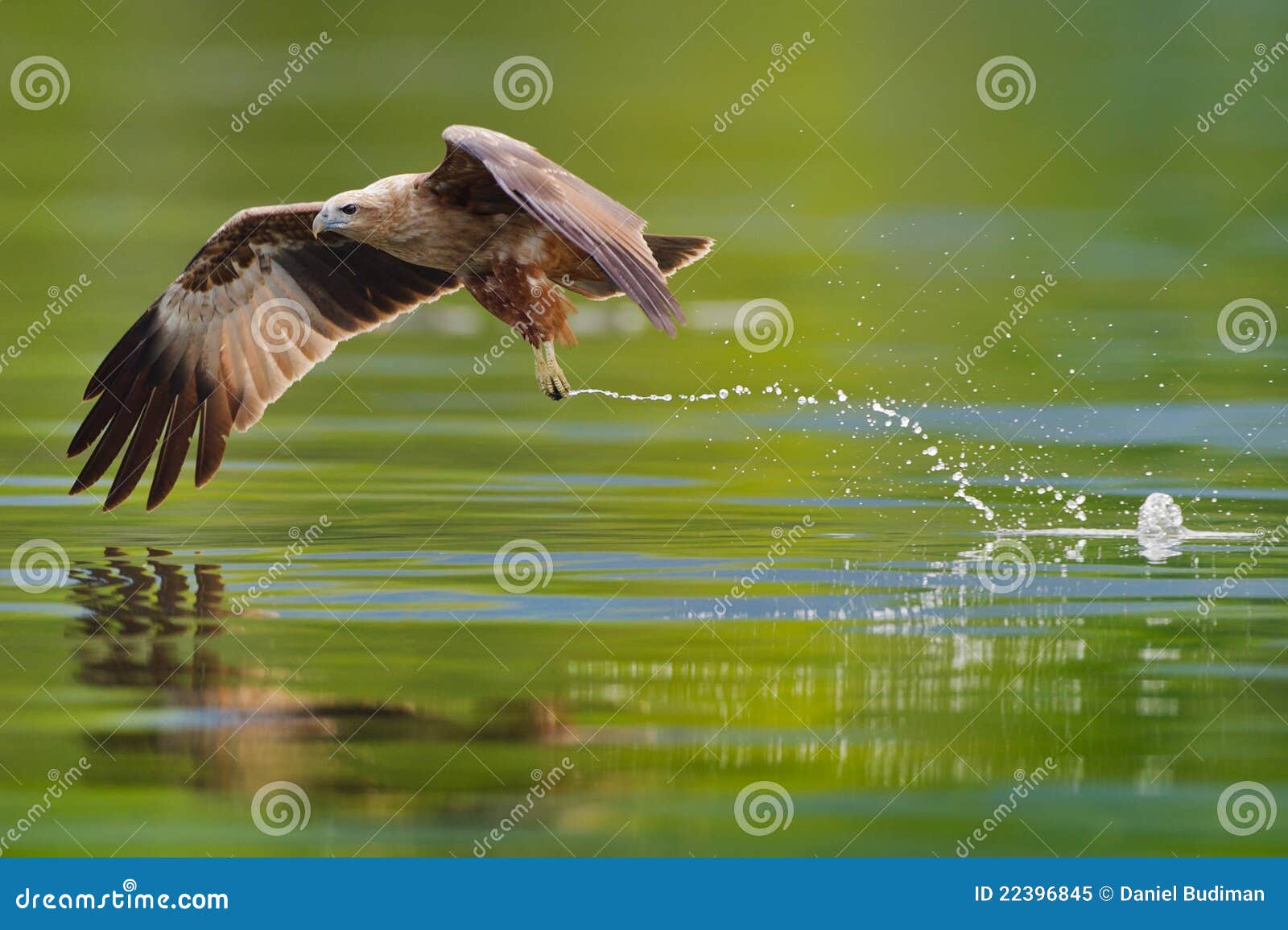 Immature Brahminy Kite Hunting Stock Image - Image of fishing, milvus ...