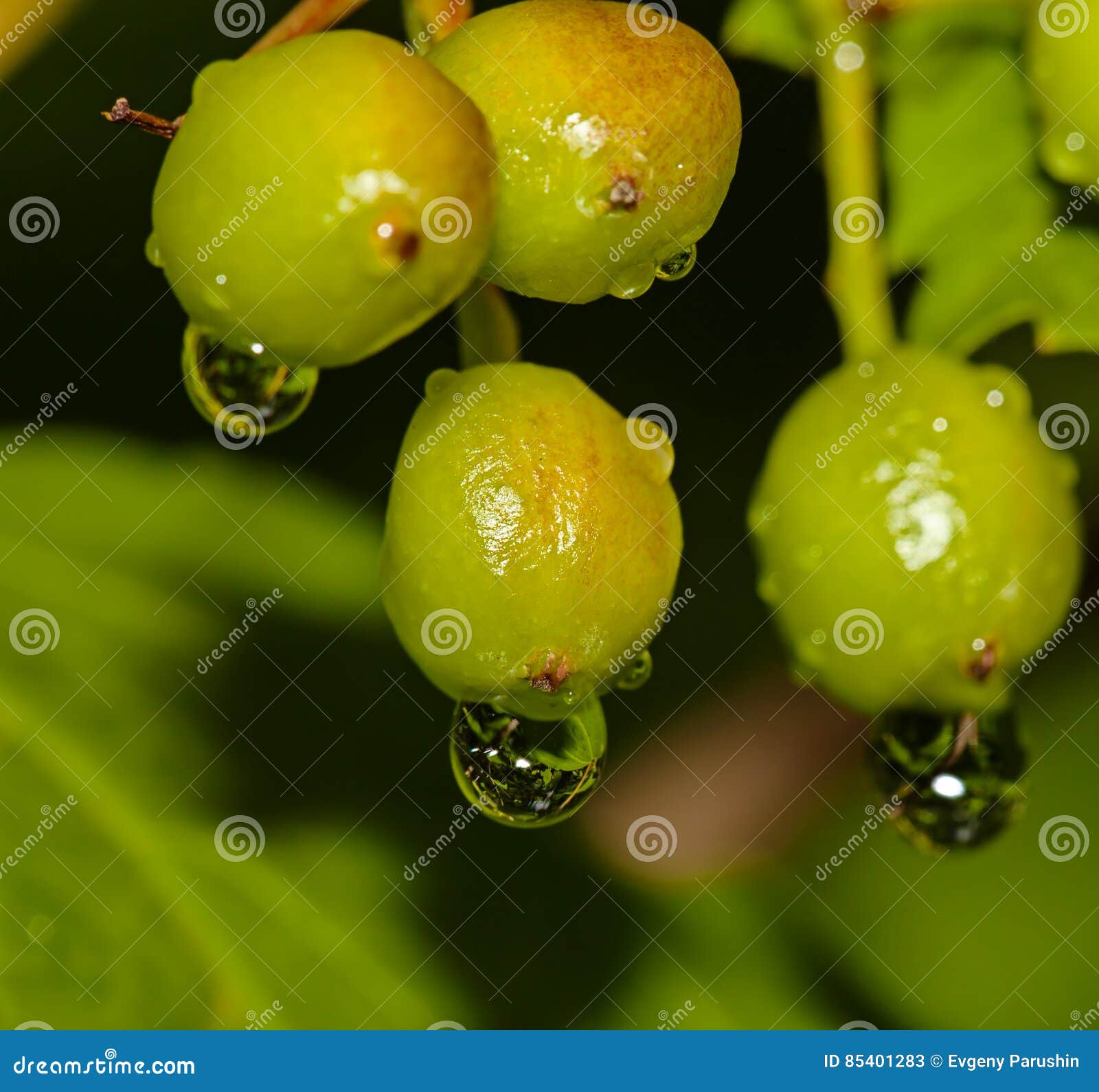 Immature cherry stock image. Image of lawn, plant, berries - 85401283
