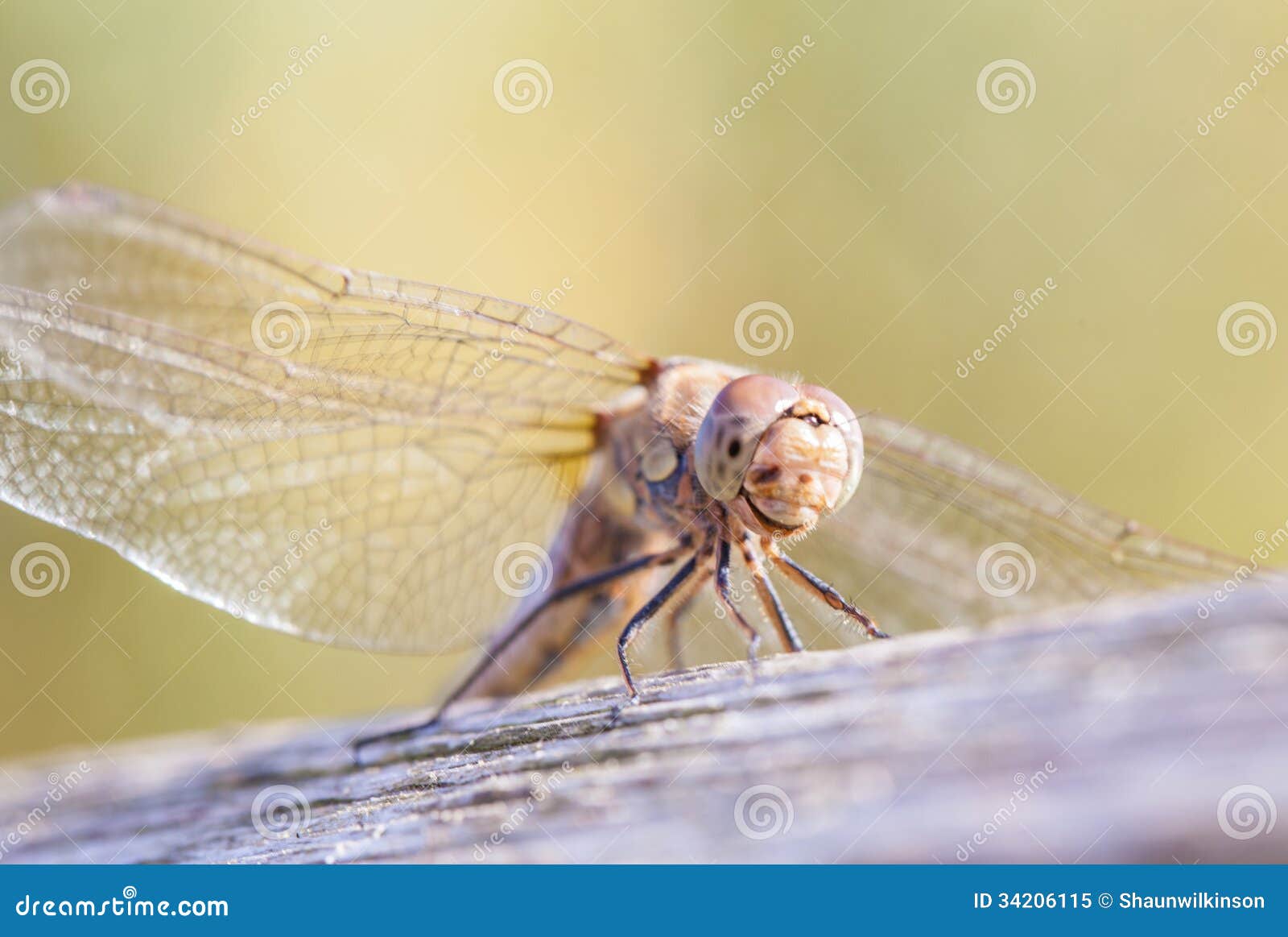 Immature Common Darter Dragon Fly Stock Image - Image of close, macro ...