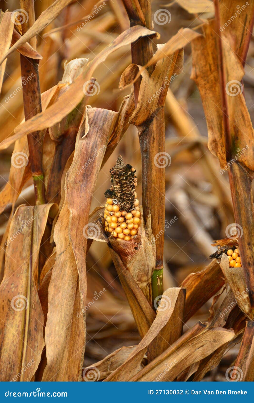 Immature corn crop stock photo. Image of nutrition, leaf - 27130032