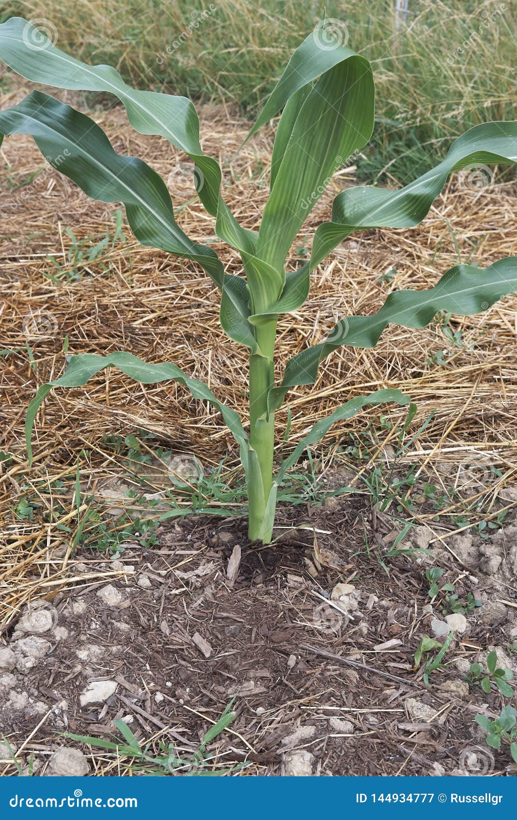 Immature Cornstalk Just Sprouting Stock Image - Image of patch, crop ...
