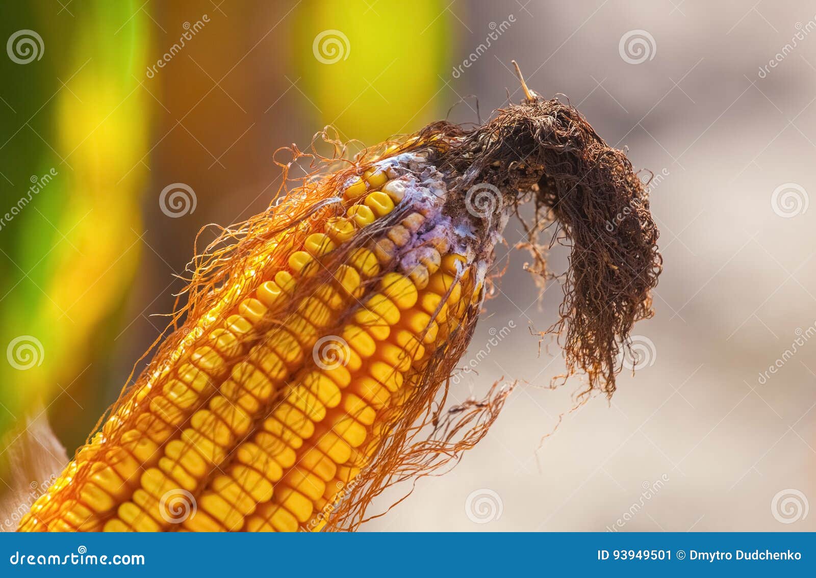 Immature Diseased And Moldy Corn Cob On The Field Close Up Stock Image Image Of Collect