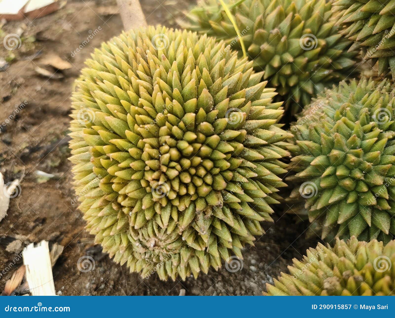 Small durian fruit stock image. Image of yellow, king - 290915857